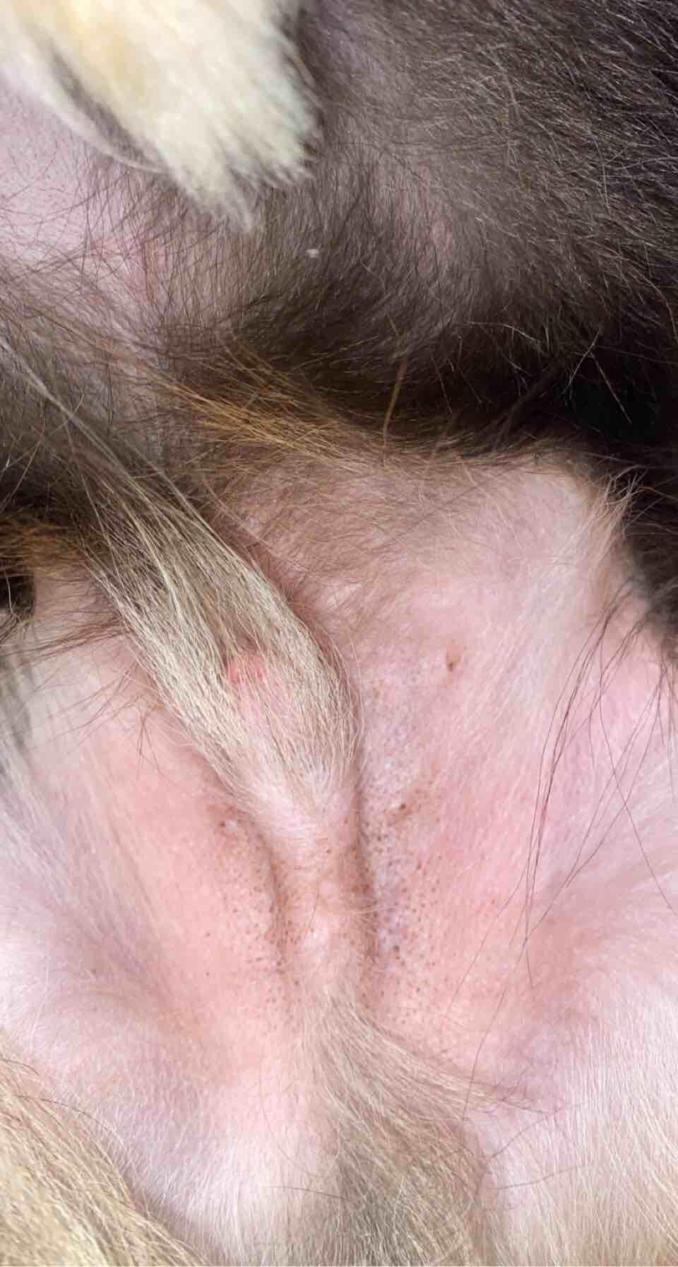 Why Does Your Dog Have Black Spots on Private Area? Learn More | Petco