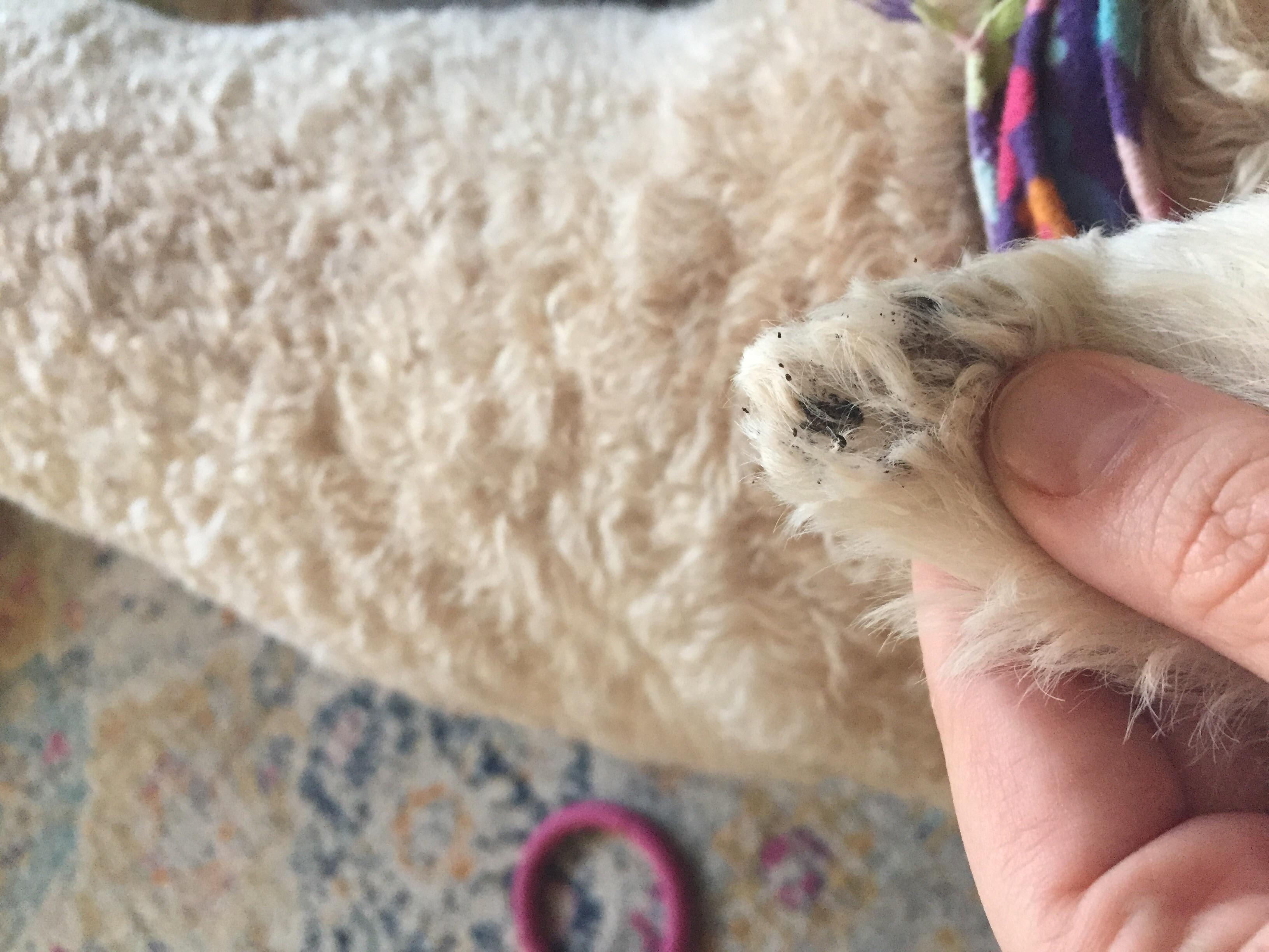 Crusty patch on my dog's ear? Vet or can I use a topical solution? | Petco