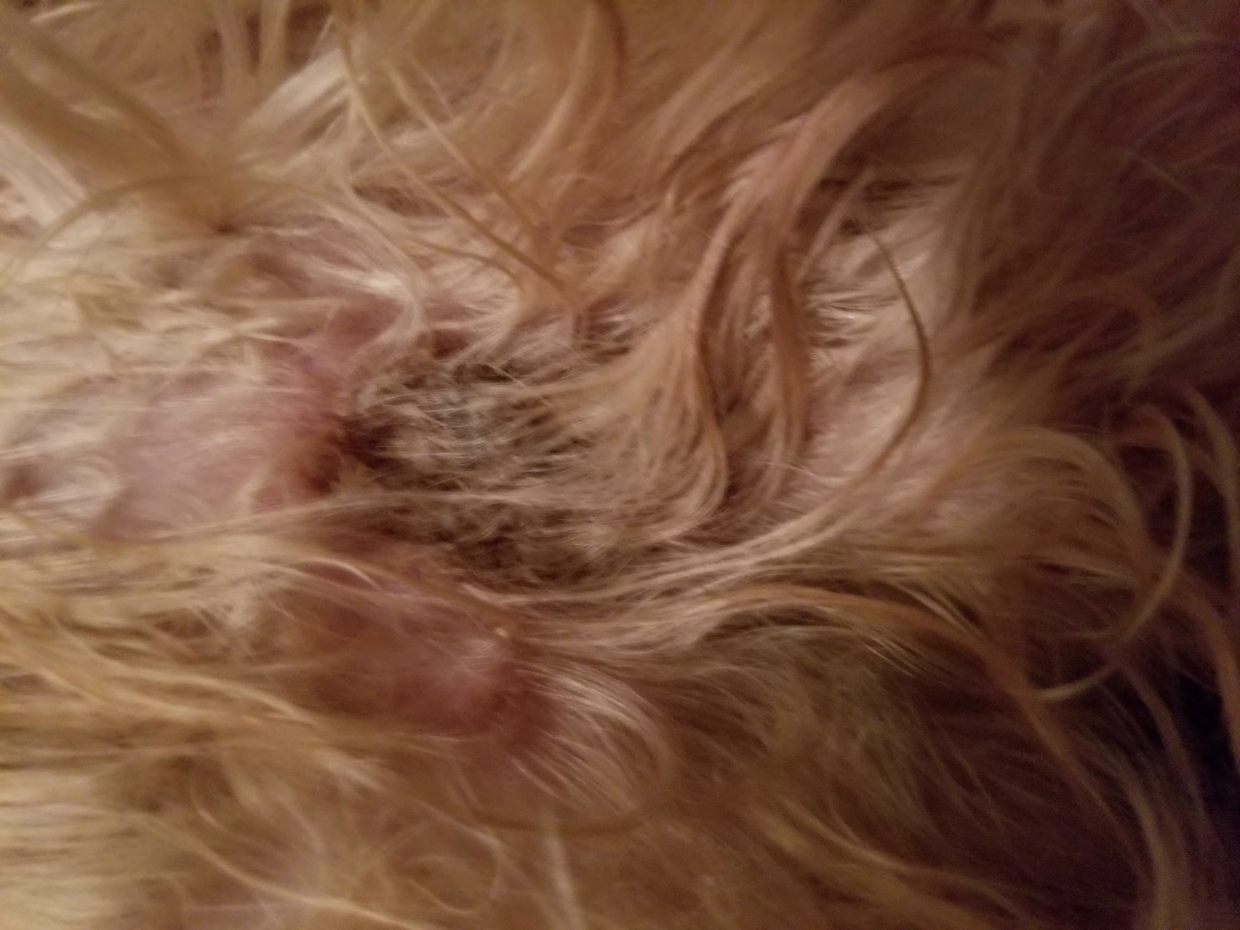 My Dog Has Crusty Scabs: Is It an Emergency? What to Do Now | Petco