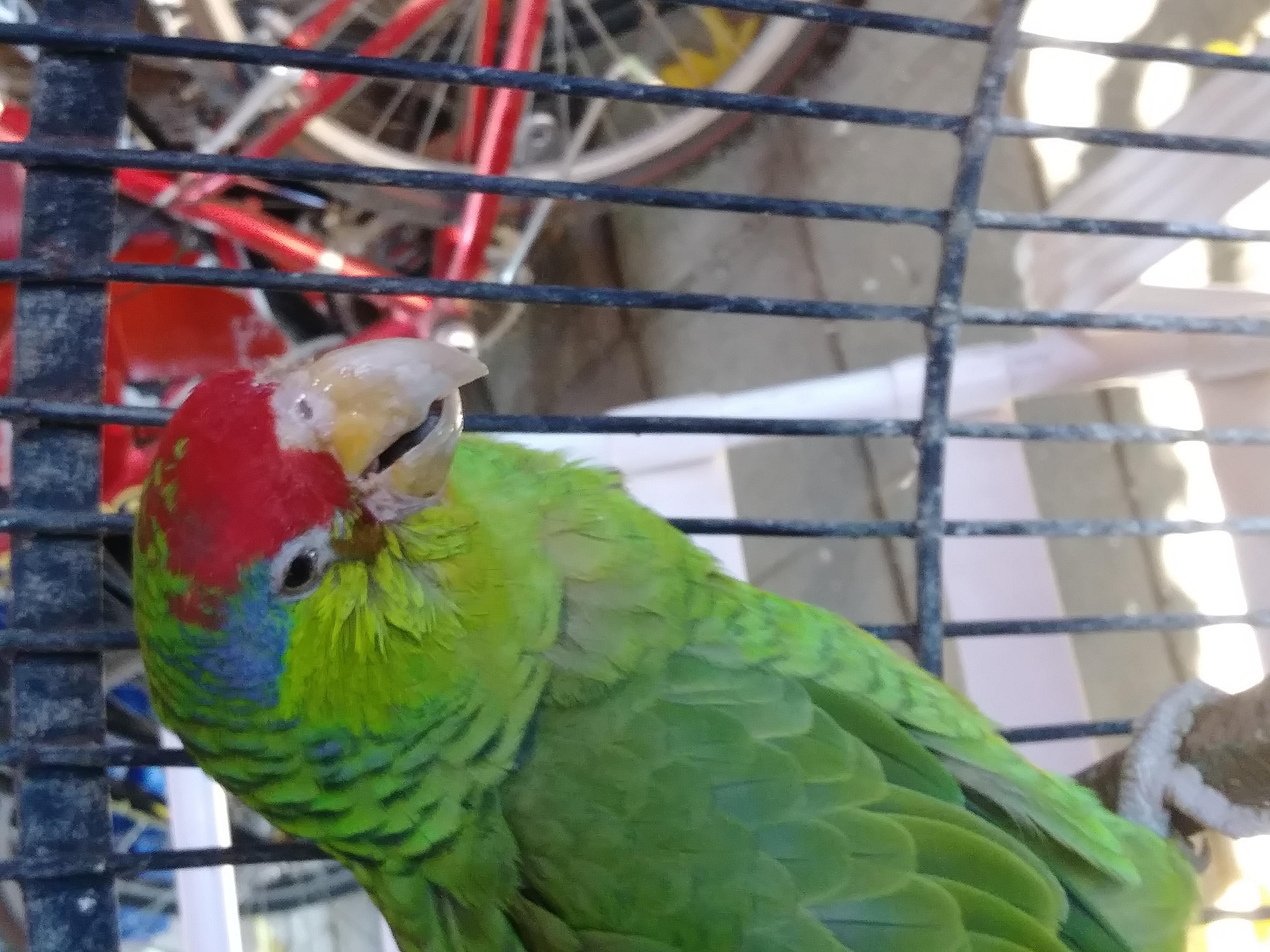 My parrot has runny nose and watery eyes. Does he need a vet? | Petco