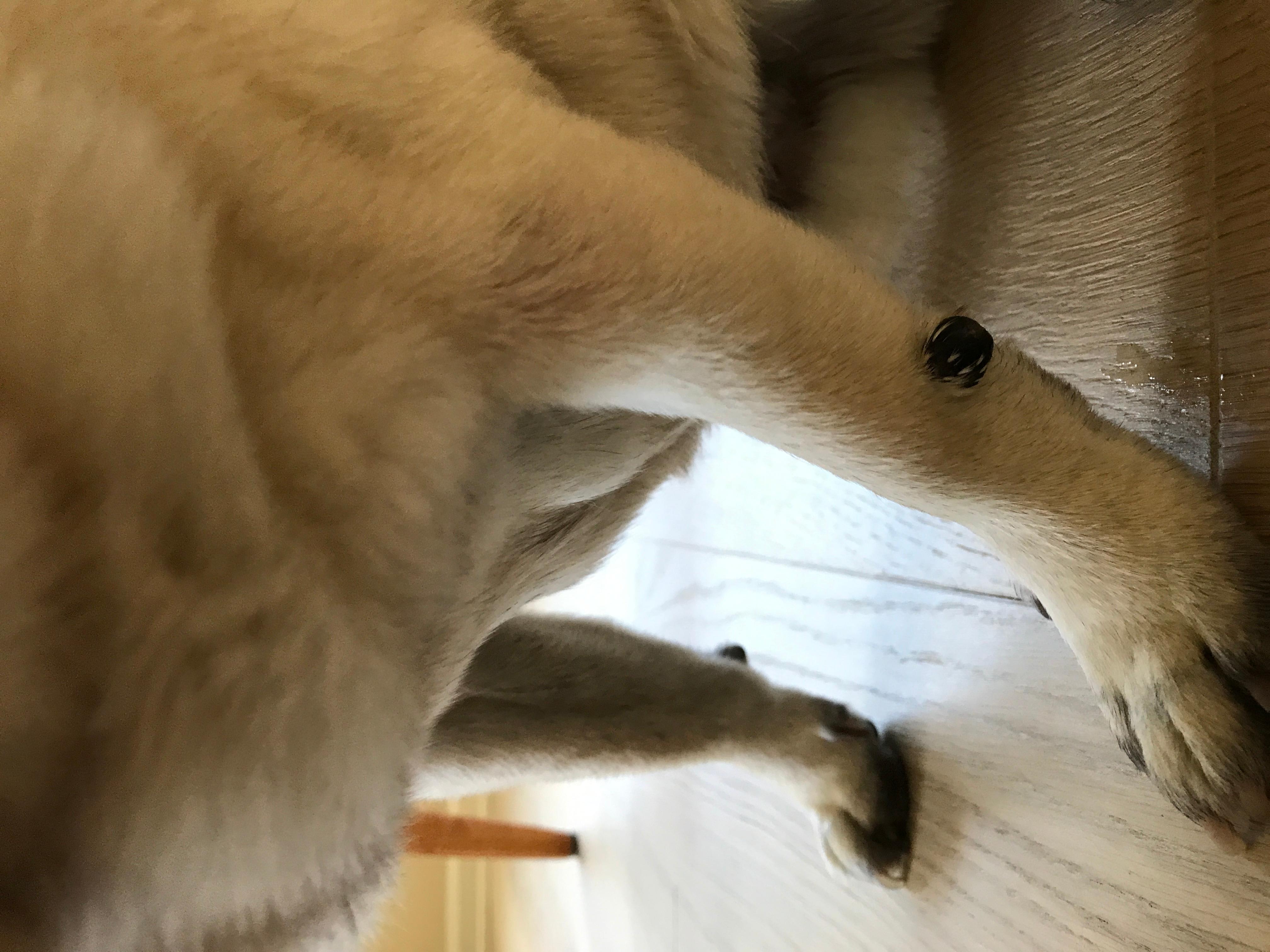 My Pug Has Fresh Blood in Fur After Grooming: What to Do? | Petco