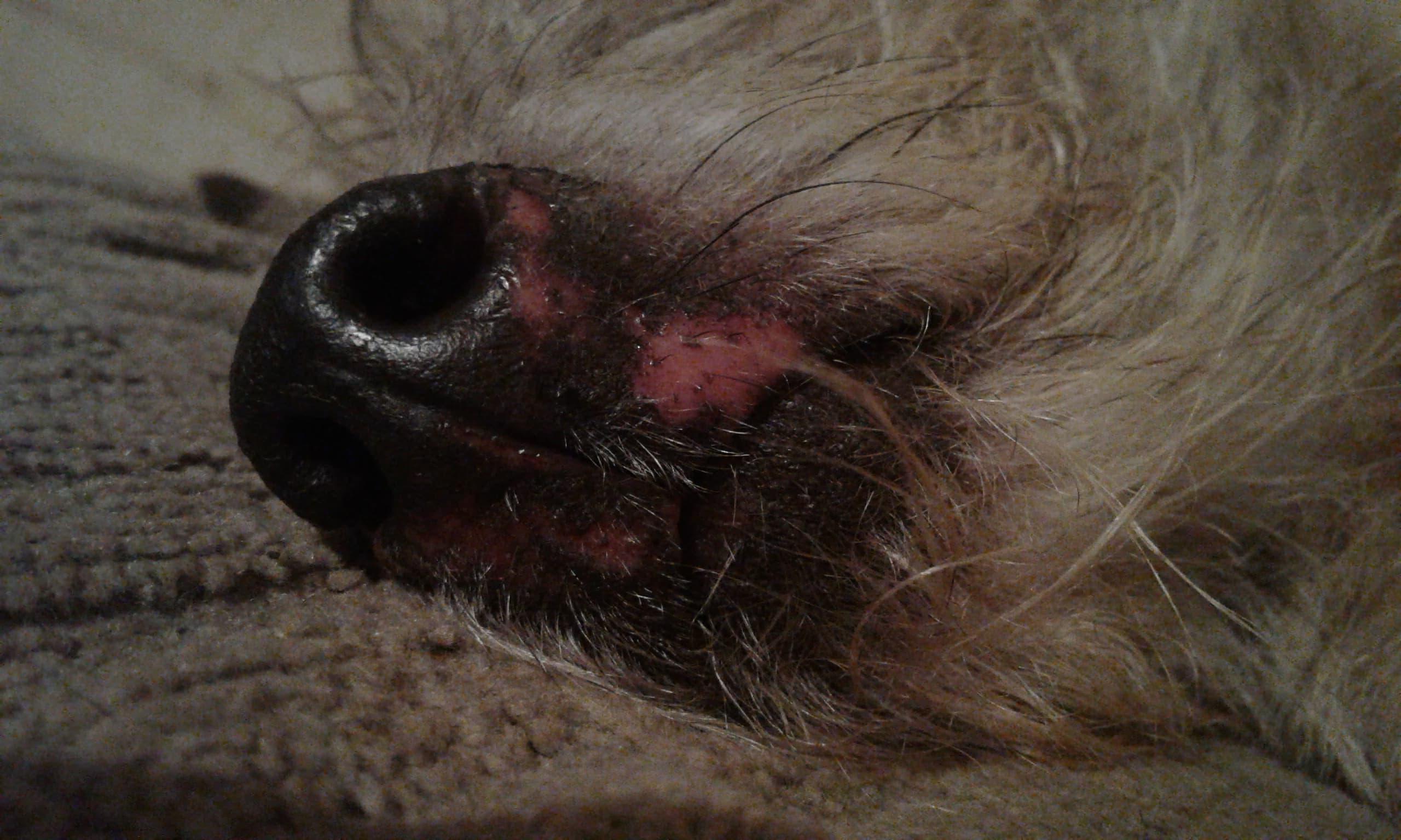 What causes raw blisters on my dog's nose and upper lip? | Petco