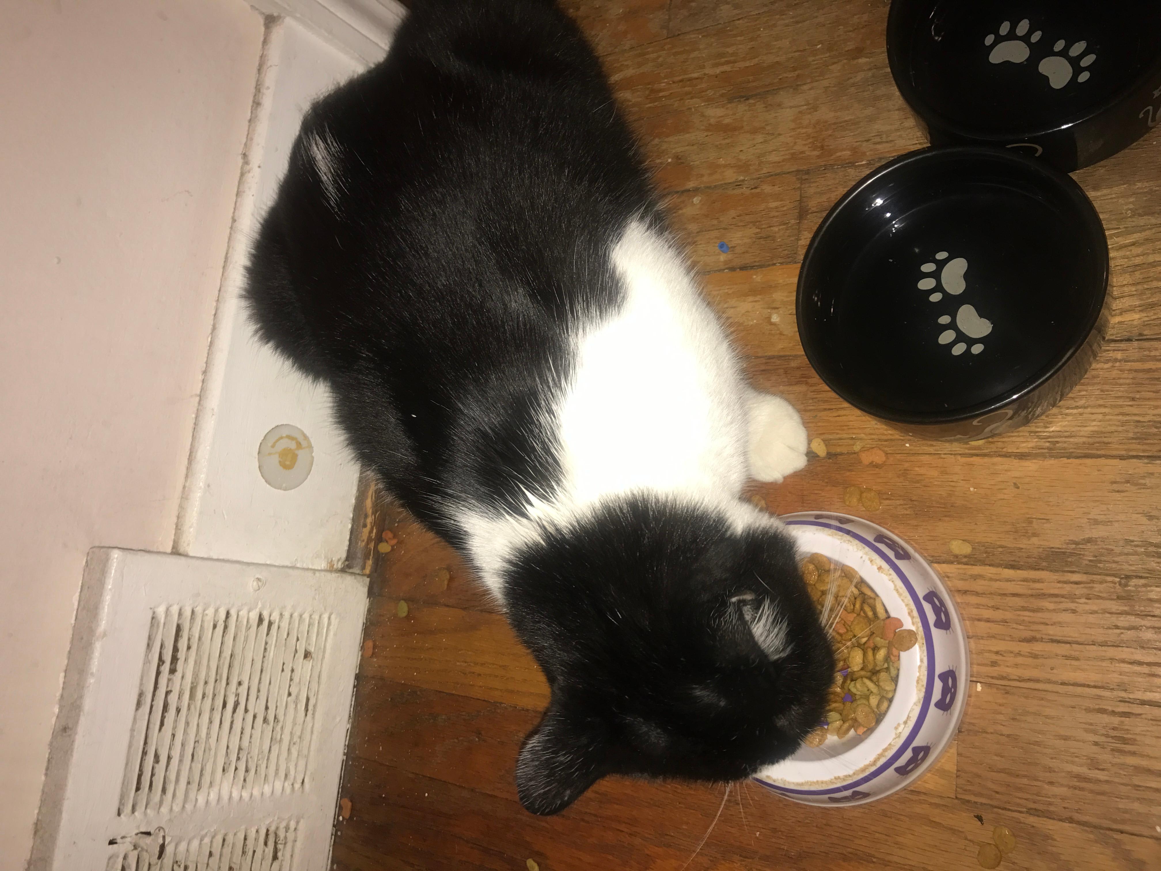 How to Help a Skinny, Unwell Stray Cat with a New Mark | Petco