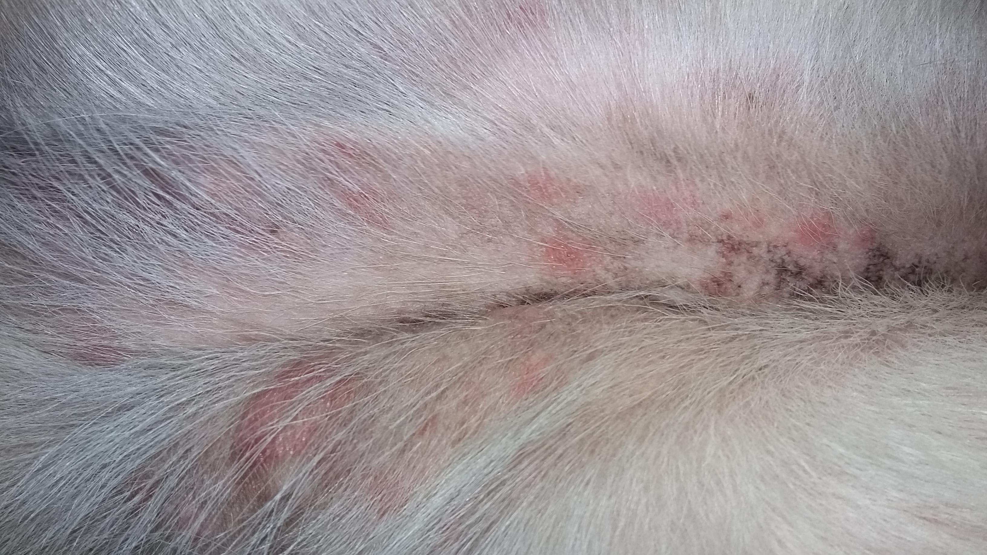 My Dog Has Itchy Paws & Rash: Are These Signs of Allergies? | Petco