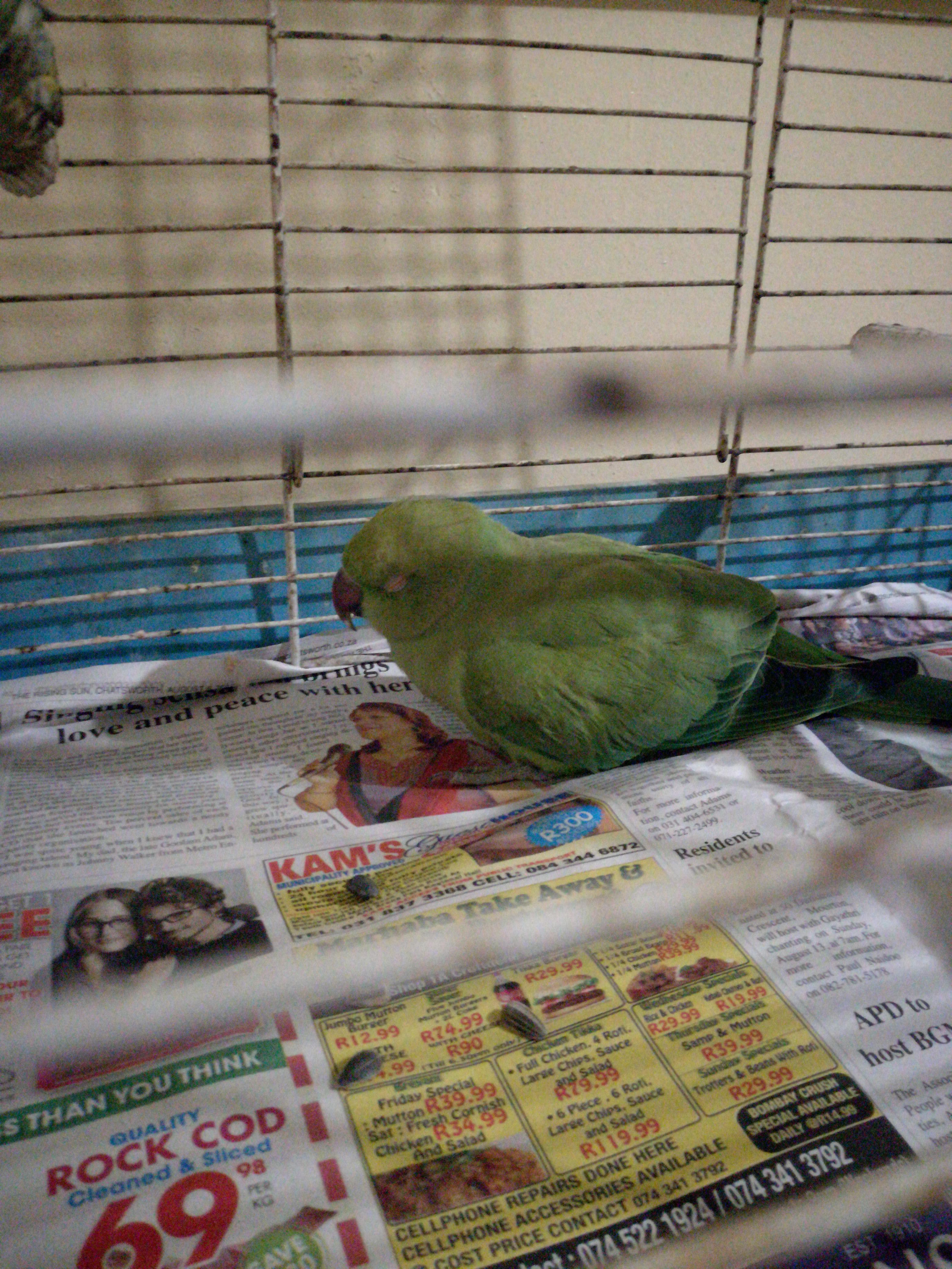 Why is my Ringneck parrot sick, weak, eye closed, not moving? | Petco