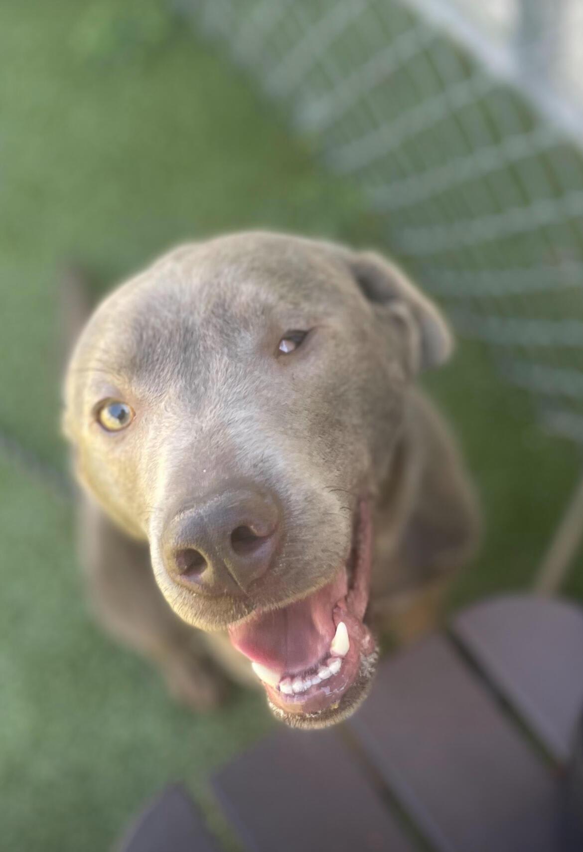 Microphthalmia Pain in Dogs? Essential Care for One-Eyed Dogs | Petco