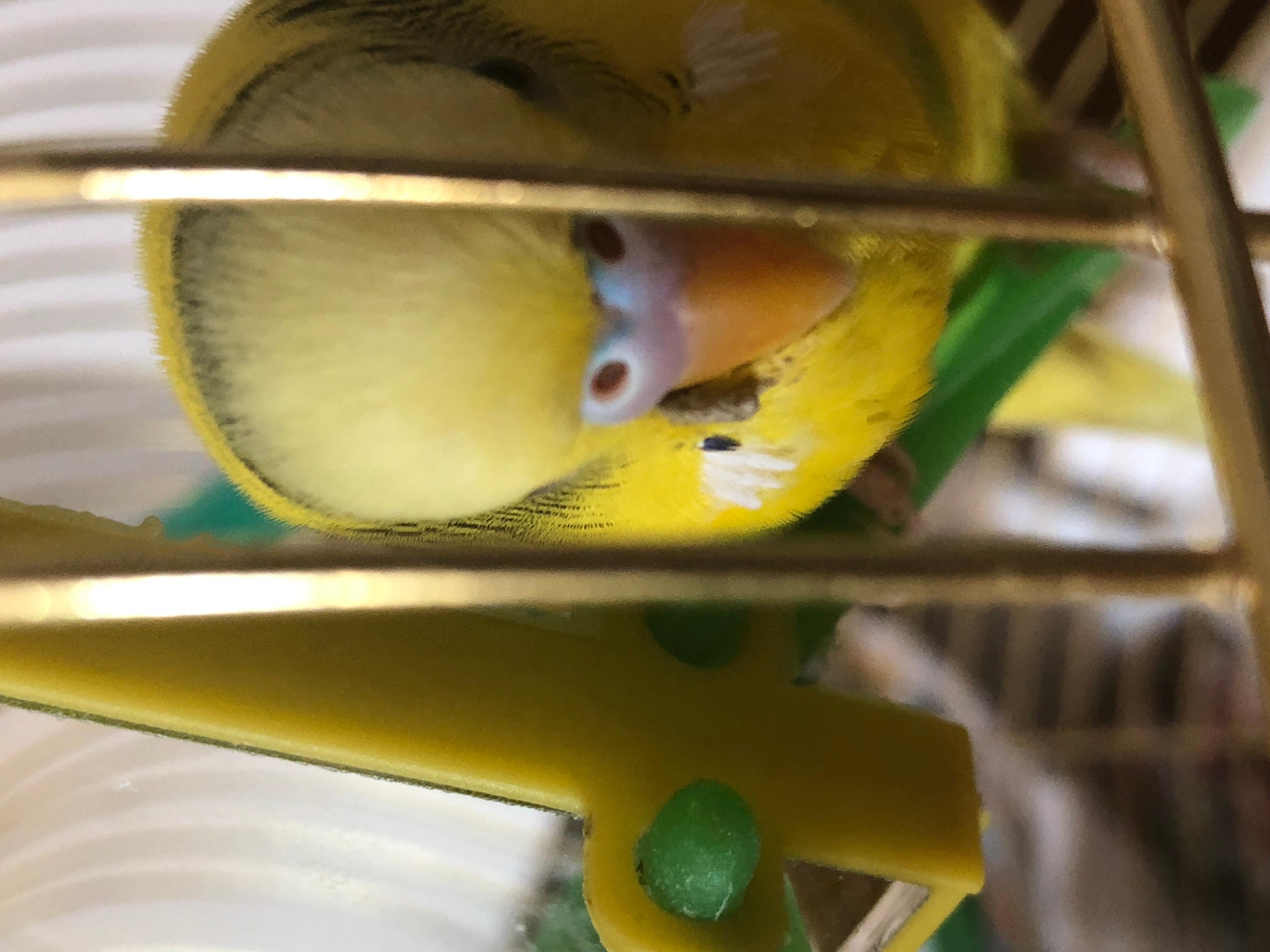 Worried About a Growth or Object on Your Budgie's Beak? | Petco