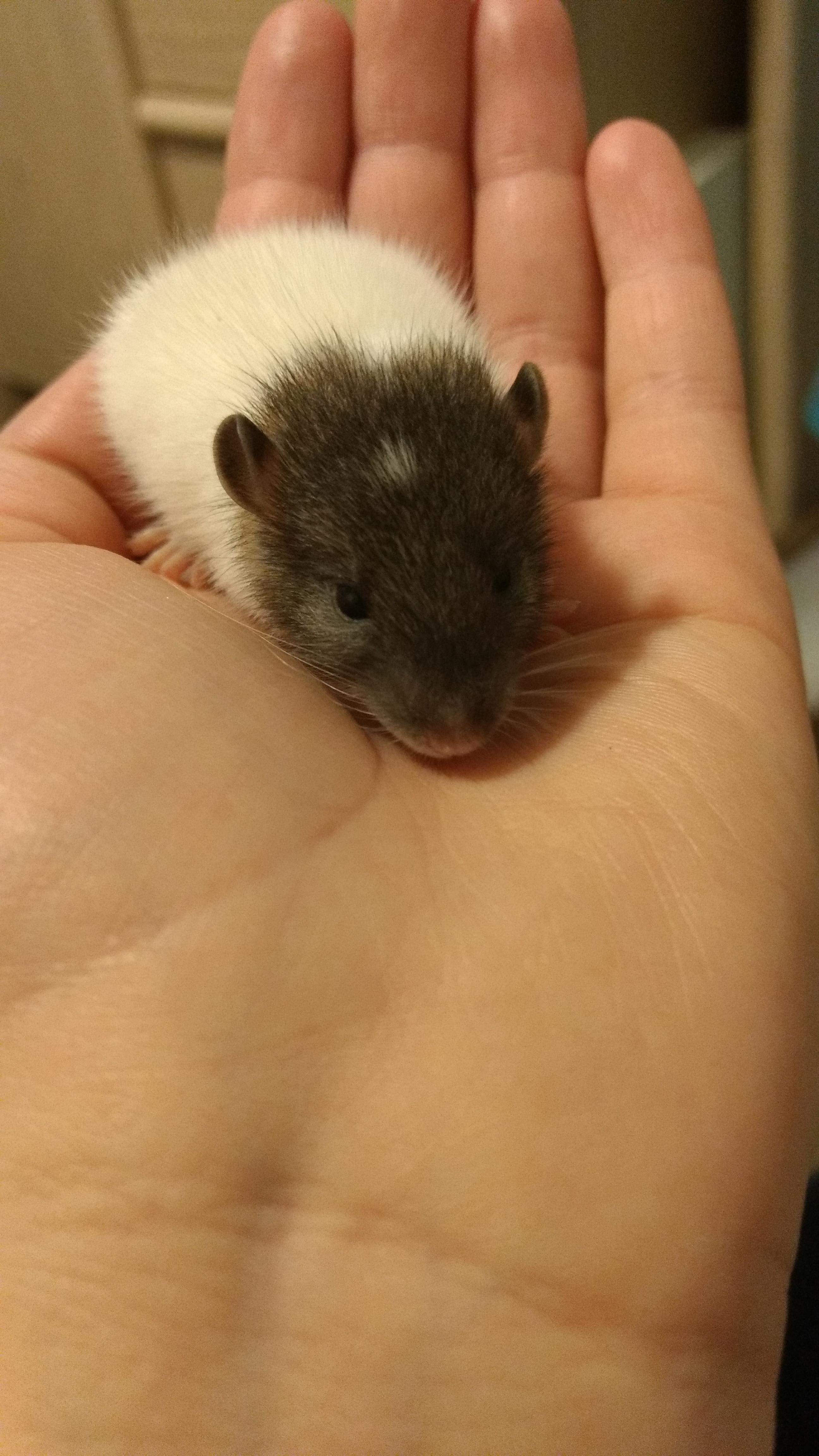 My Pet Rat Has Lice: How to Treat & Are They Safe for Humans? | Petco