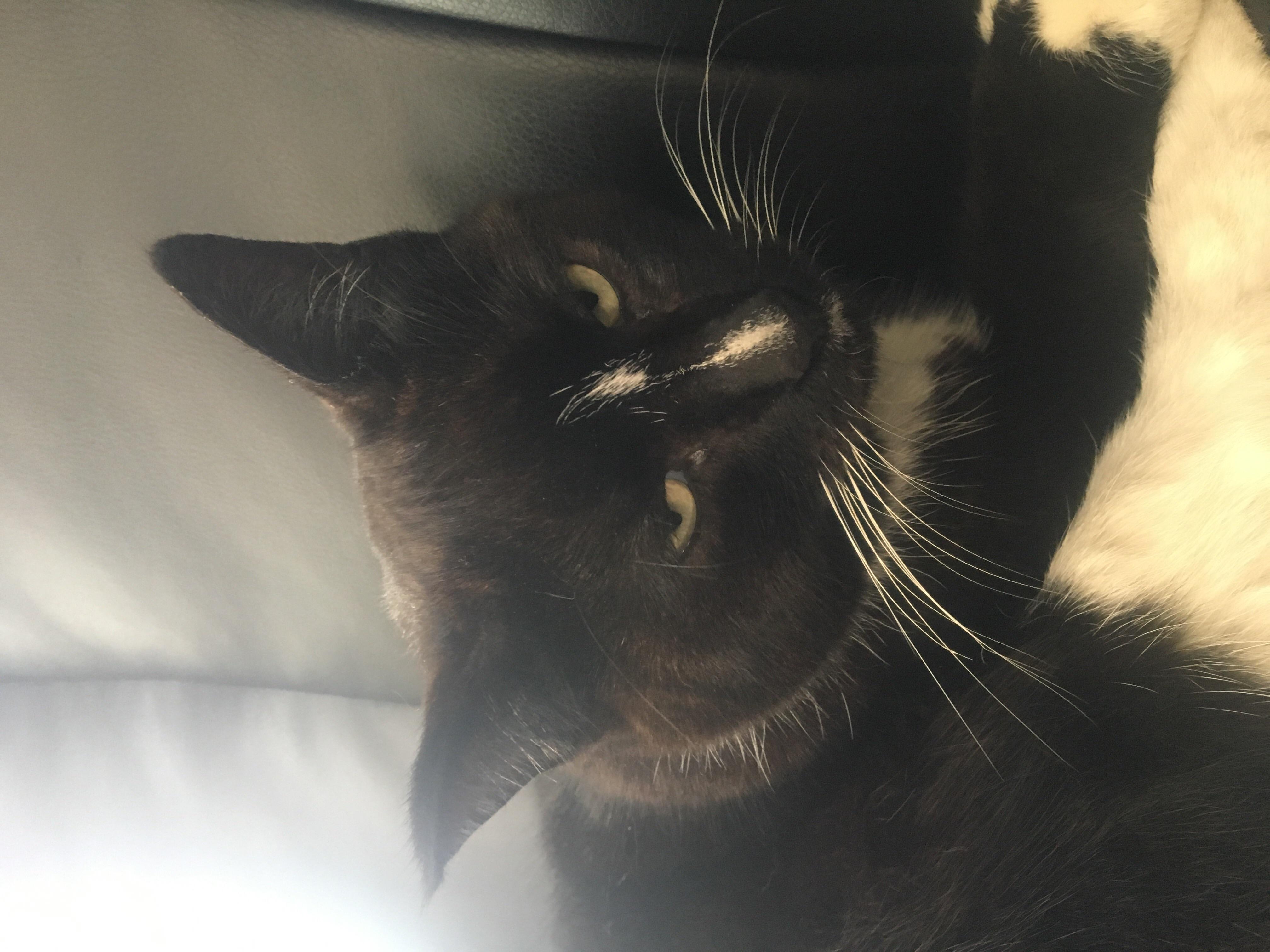 My Cat's Ear Drooping & Head Shaking: Is a Vet Visit Needed? | Petco