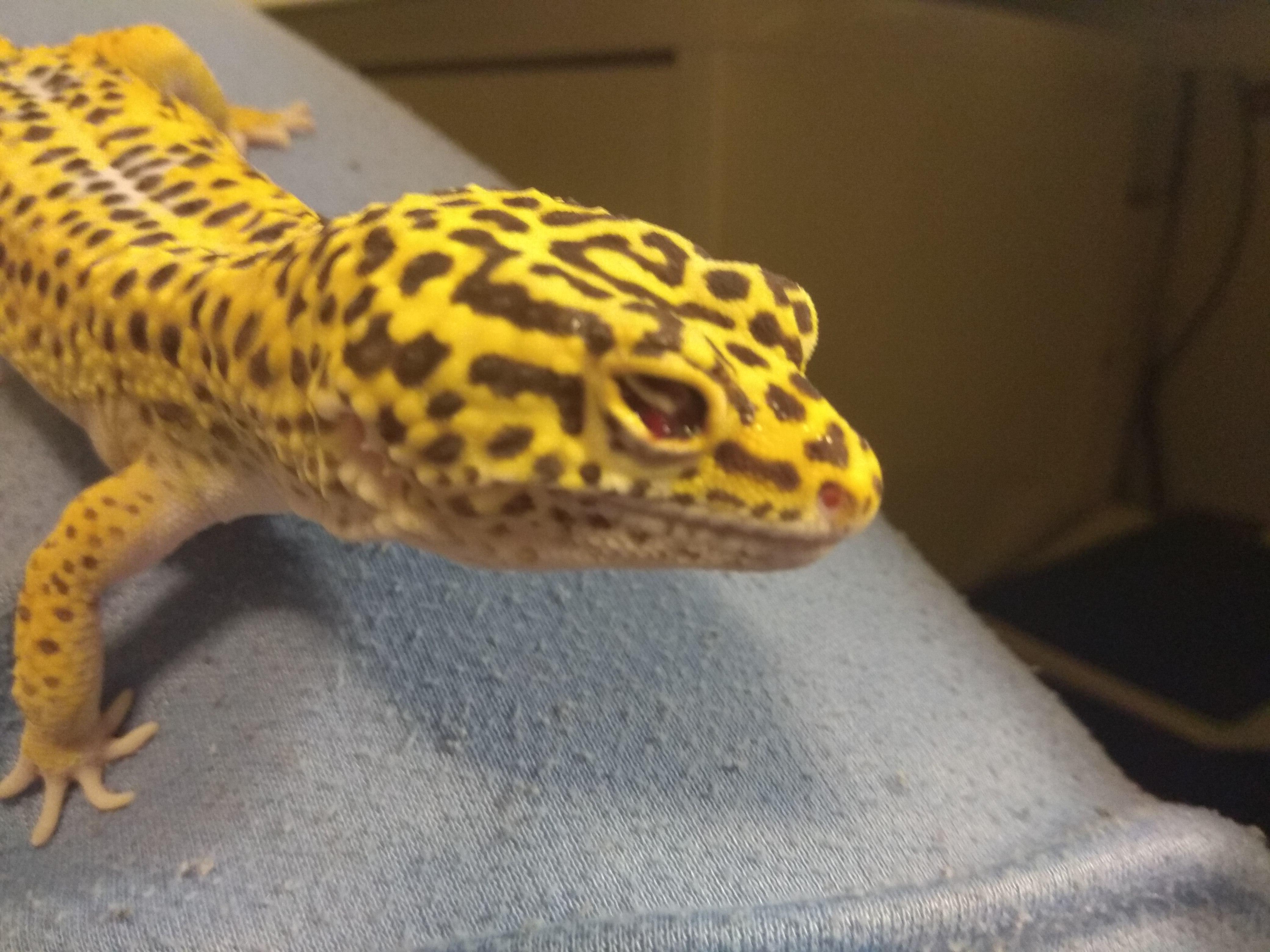 Why is my Leopard Gecko's Eye Bloody & Won't Open After Shedding? | Petco