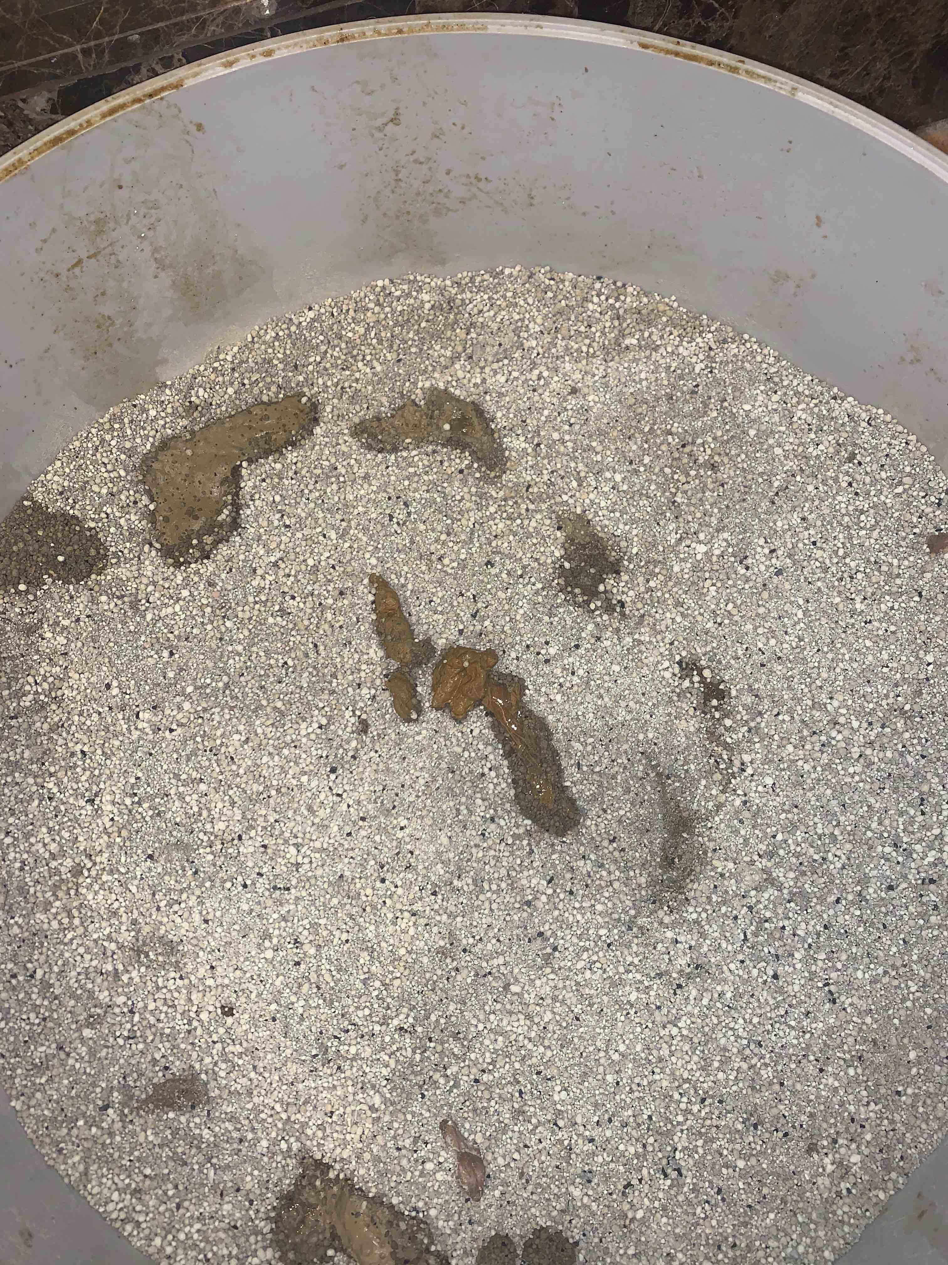 Why is my cat's poop liquid after Greenies dental treats? | Petco