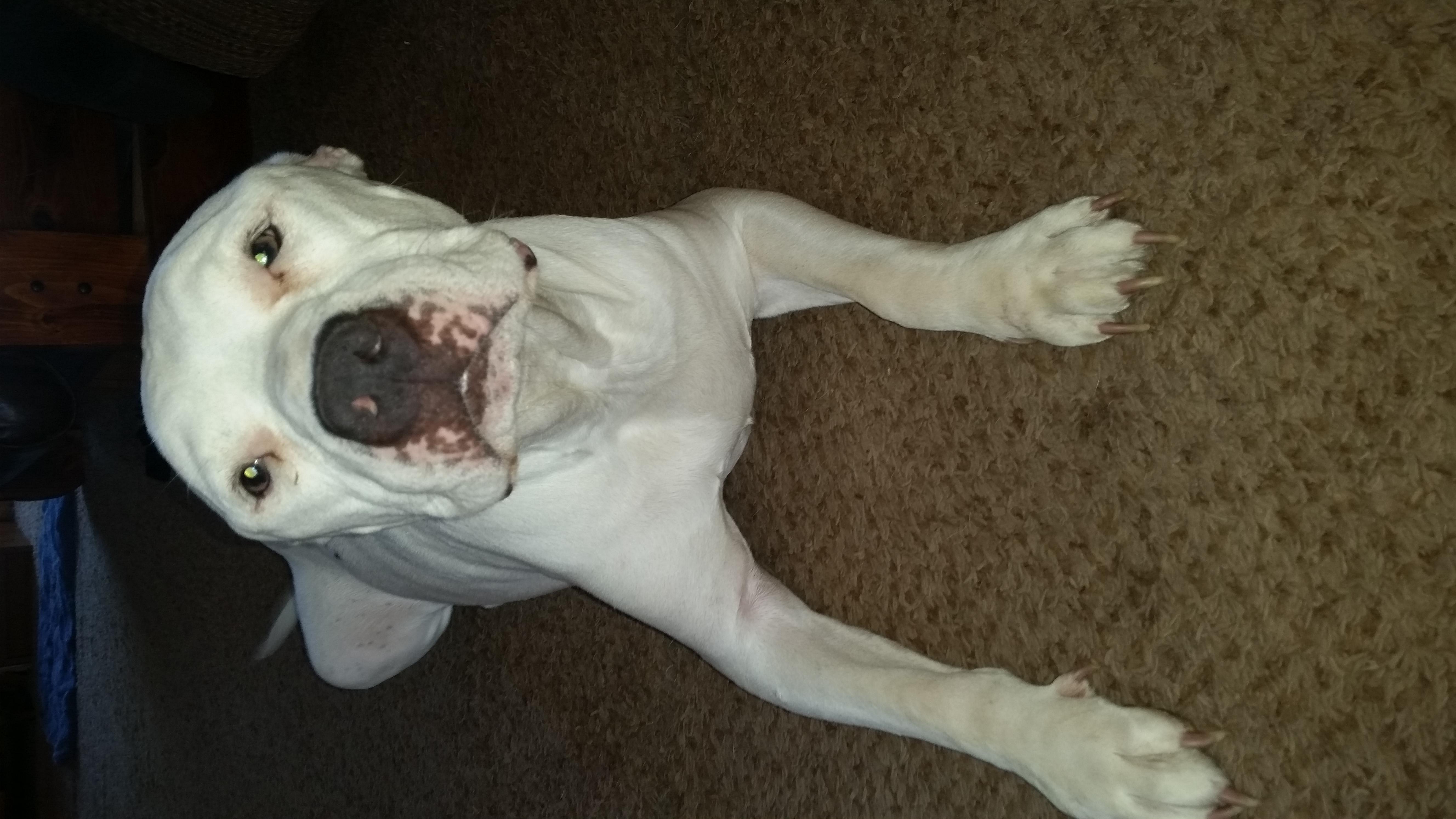 Why is my dog's head sunken & muscles weak on prednisone? | Petco