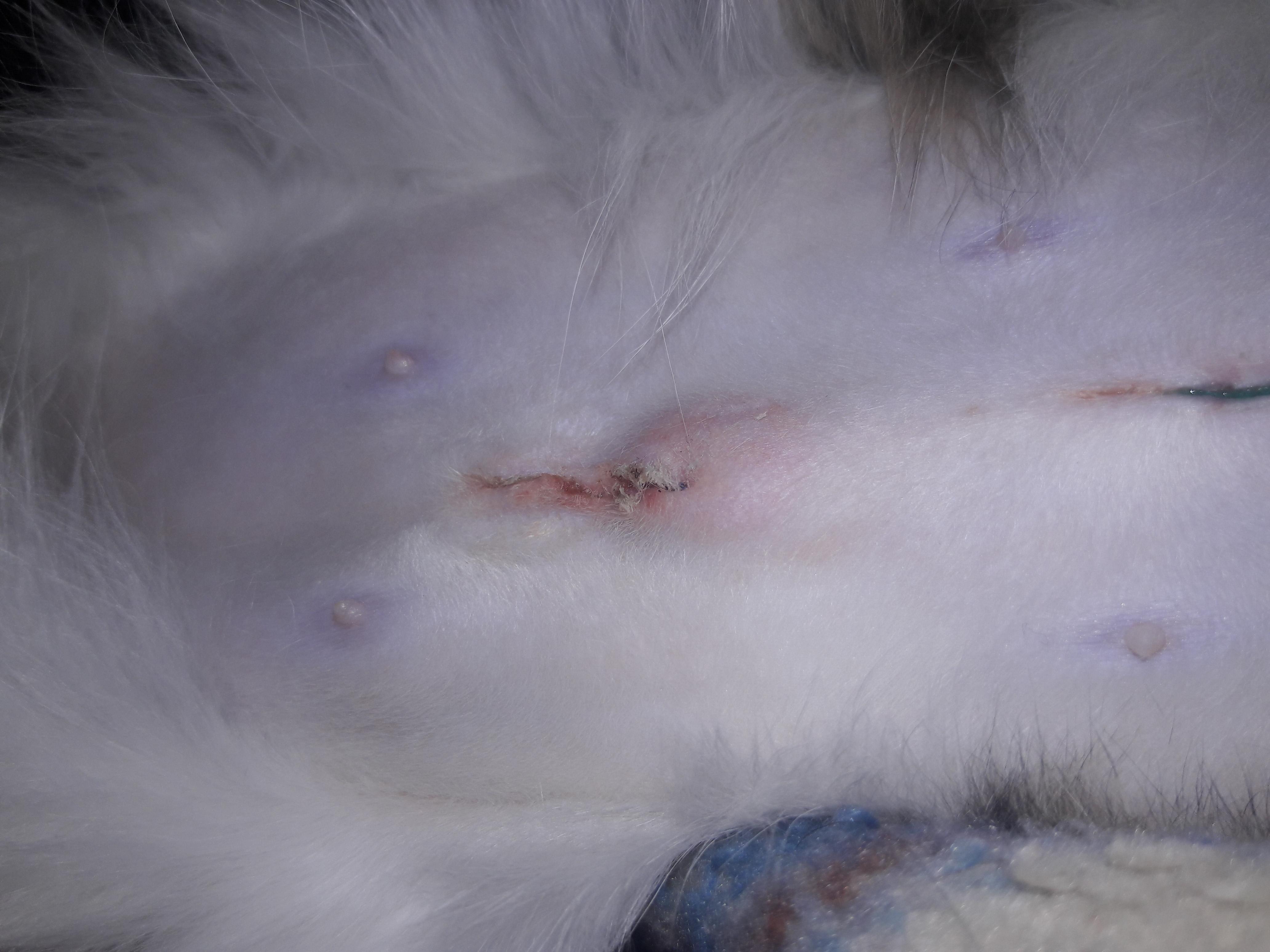 Cat Spay Incision Looks Open After Jumping or Licking? | Petco