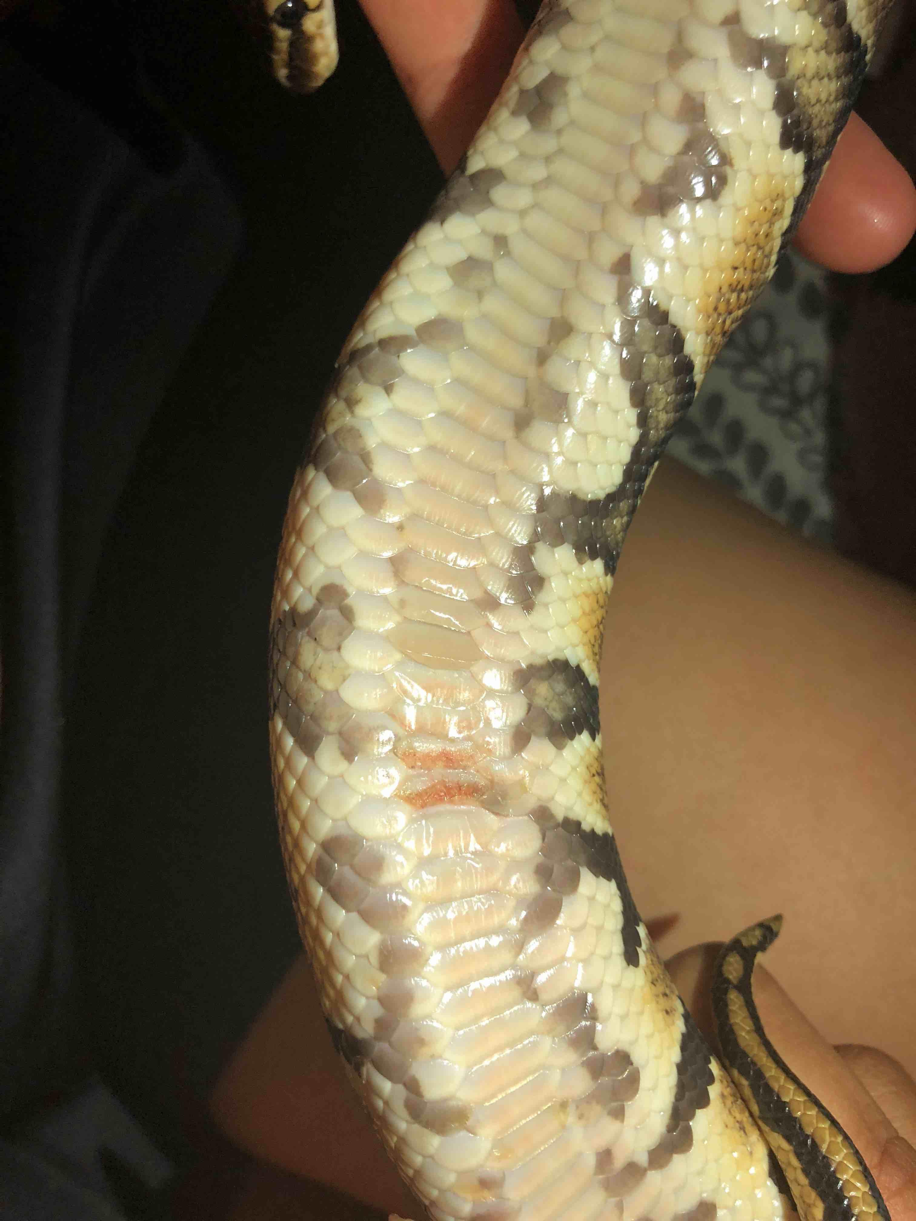 Snake with red blisters & open wounds: Heating pad burn? | Petco