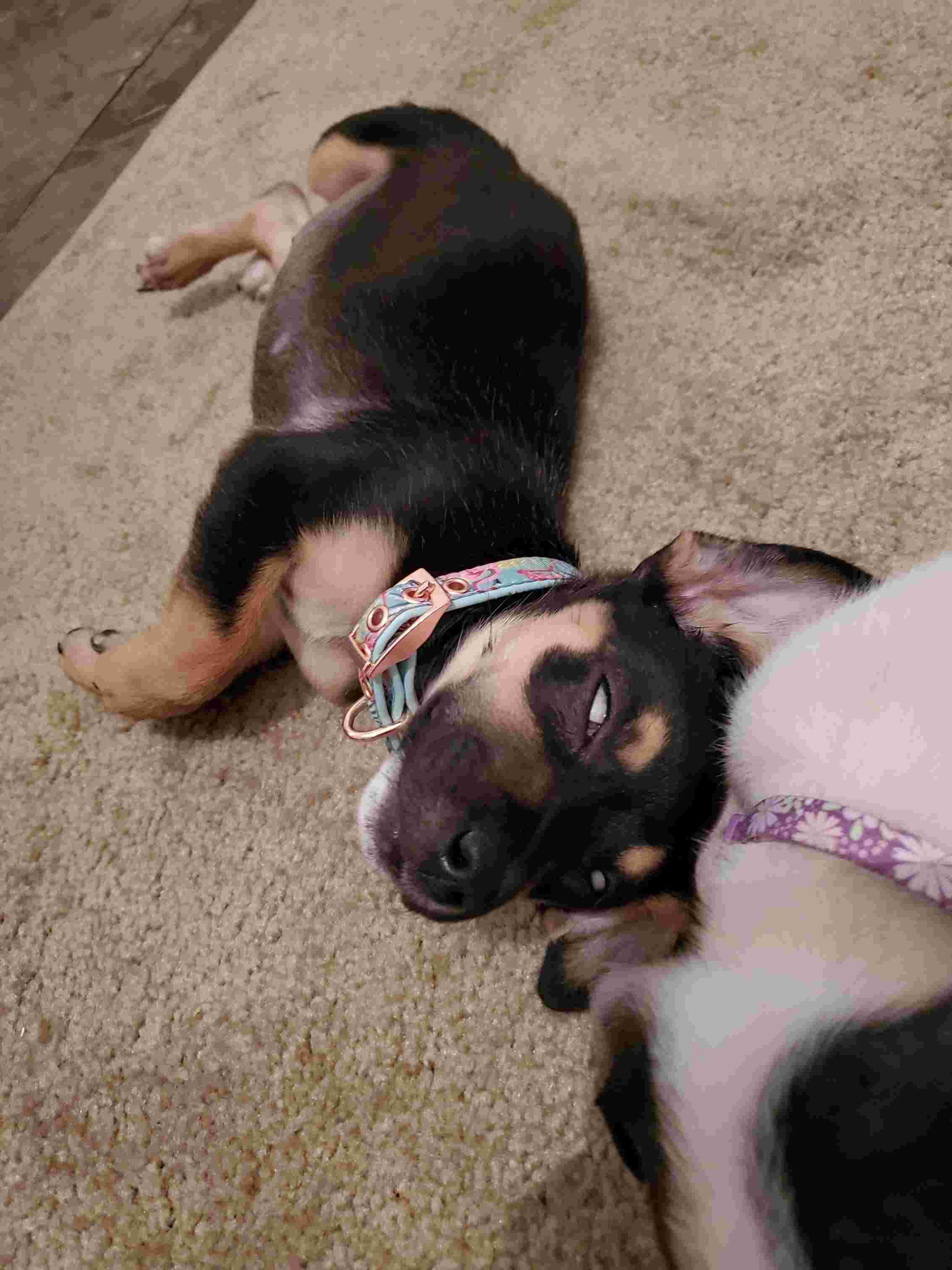 My puppy: swollen belly, sleeping more, weird breathing? | Petco