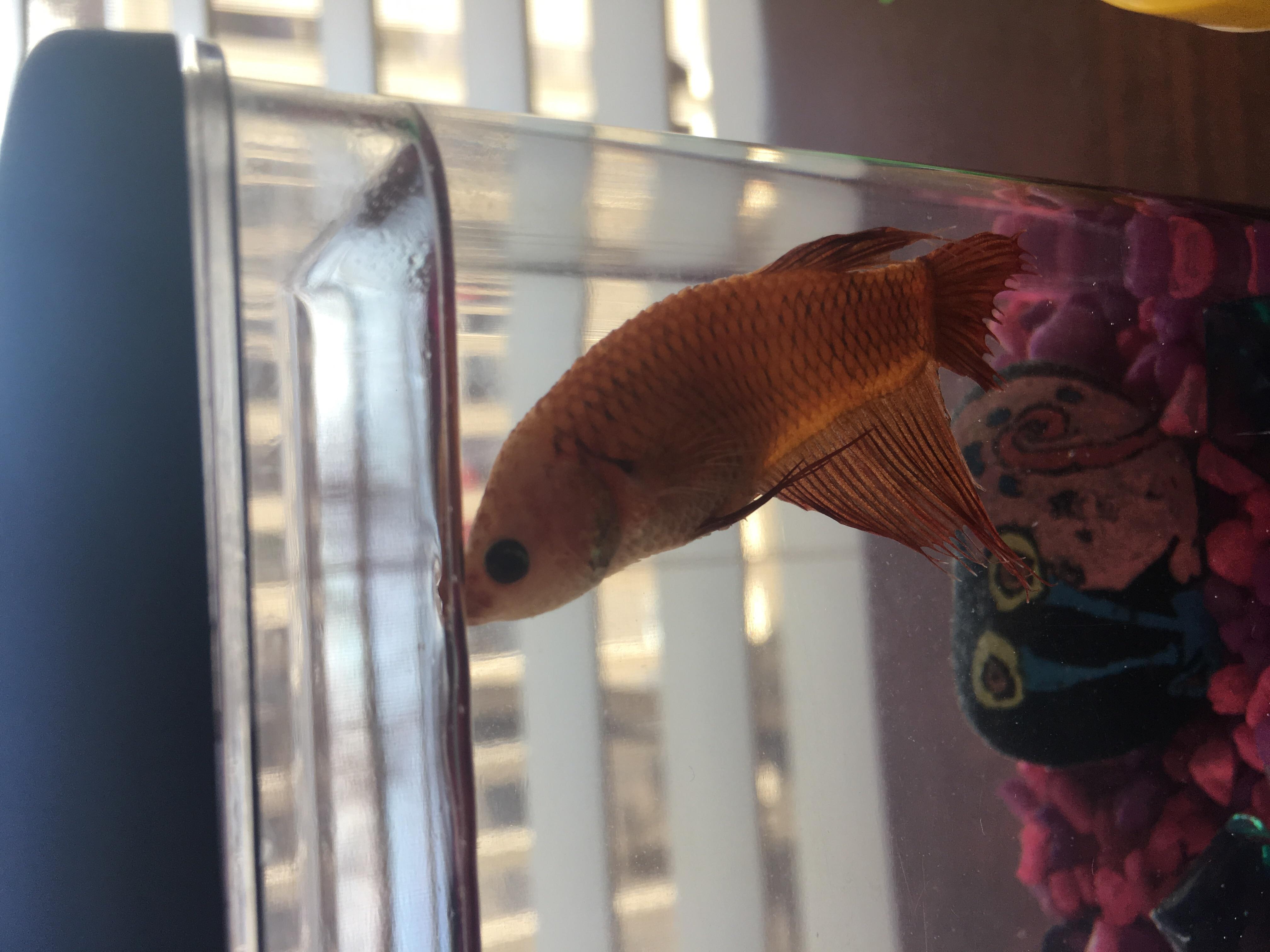 Is Your Betta Fish Dying? Learn the Signs & How to Help | Petco