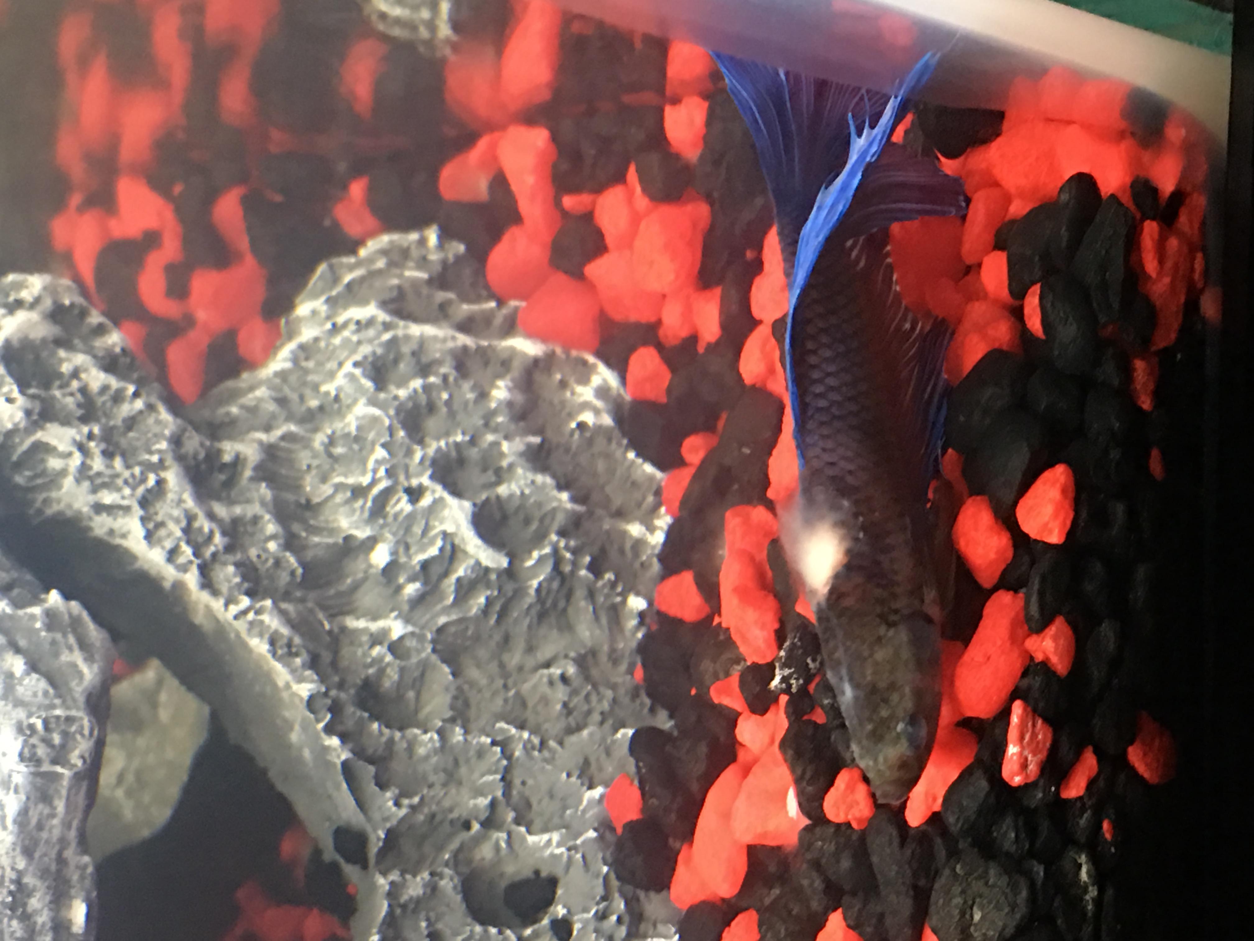 My fish has a hole in its head & white cotton. What's wrong? | Petco