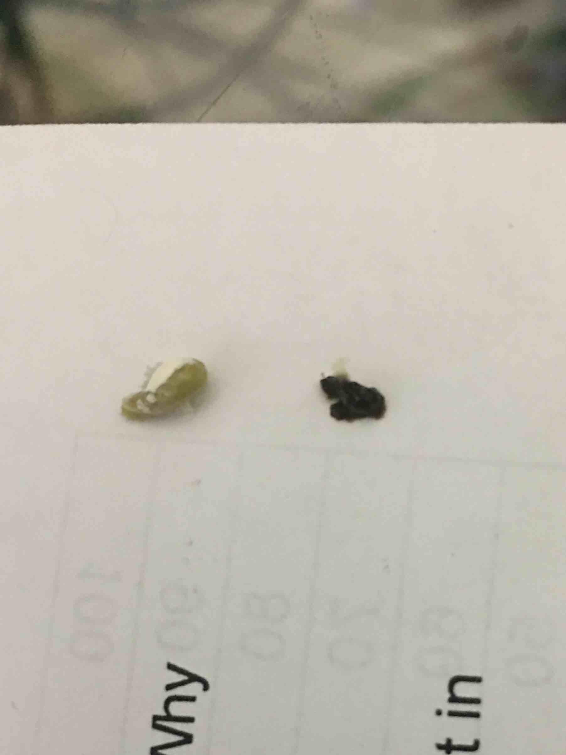 My budgie has green/black poop & discolored beak. Is he well? | Petco