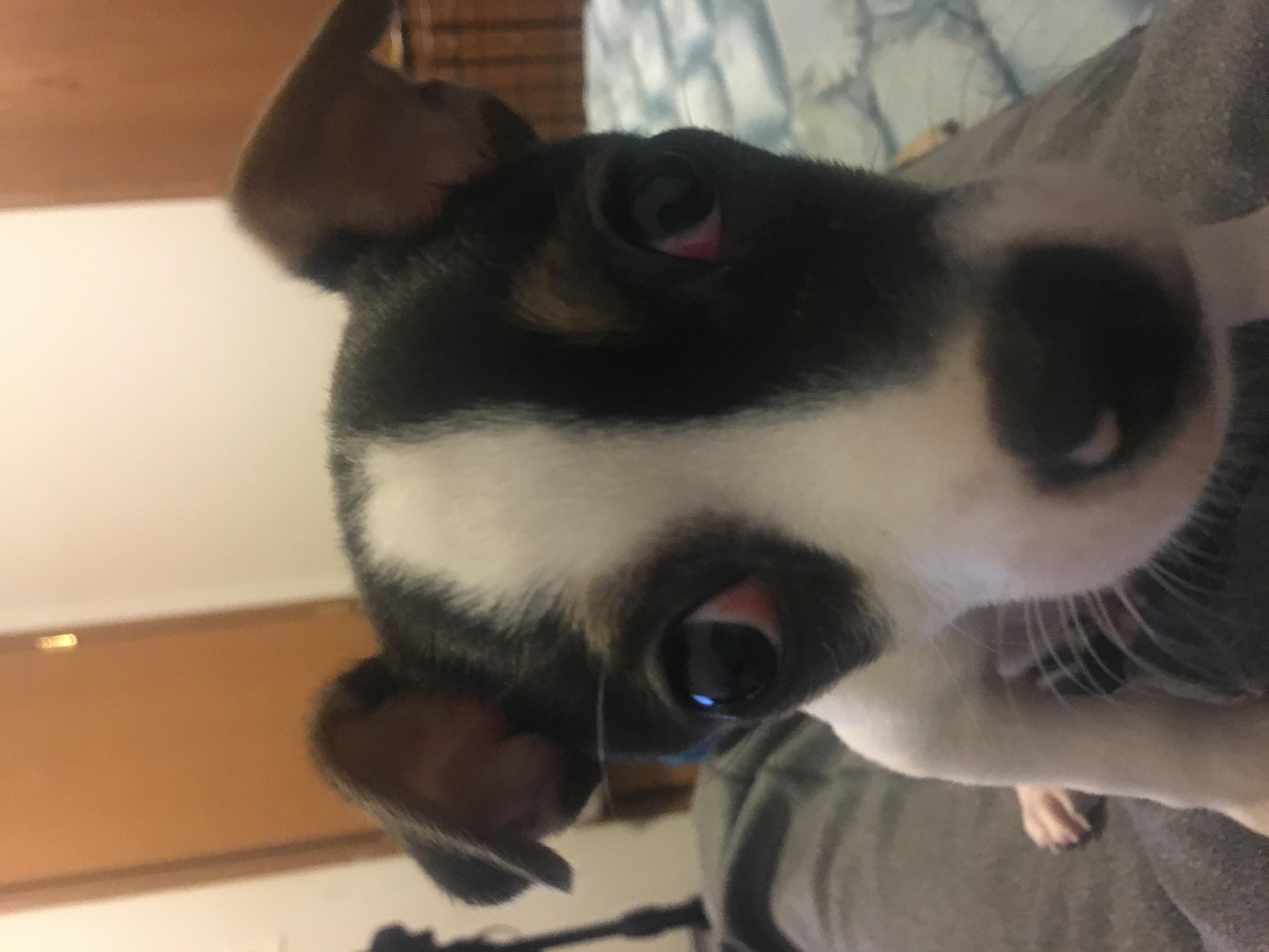 My Dog's Eye Is Bulging & Third Eyelid Showing: What to Do? | Petco
