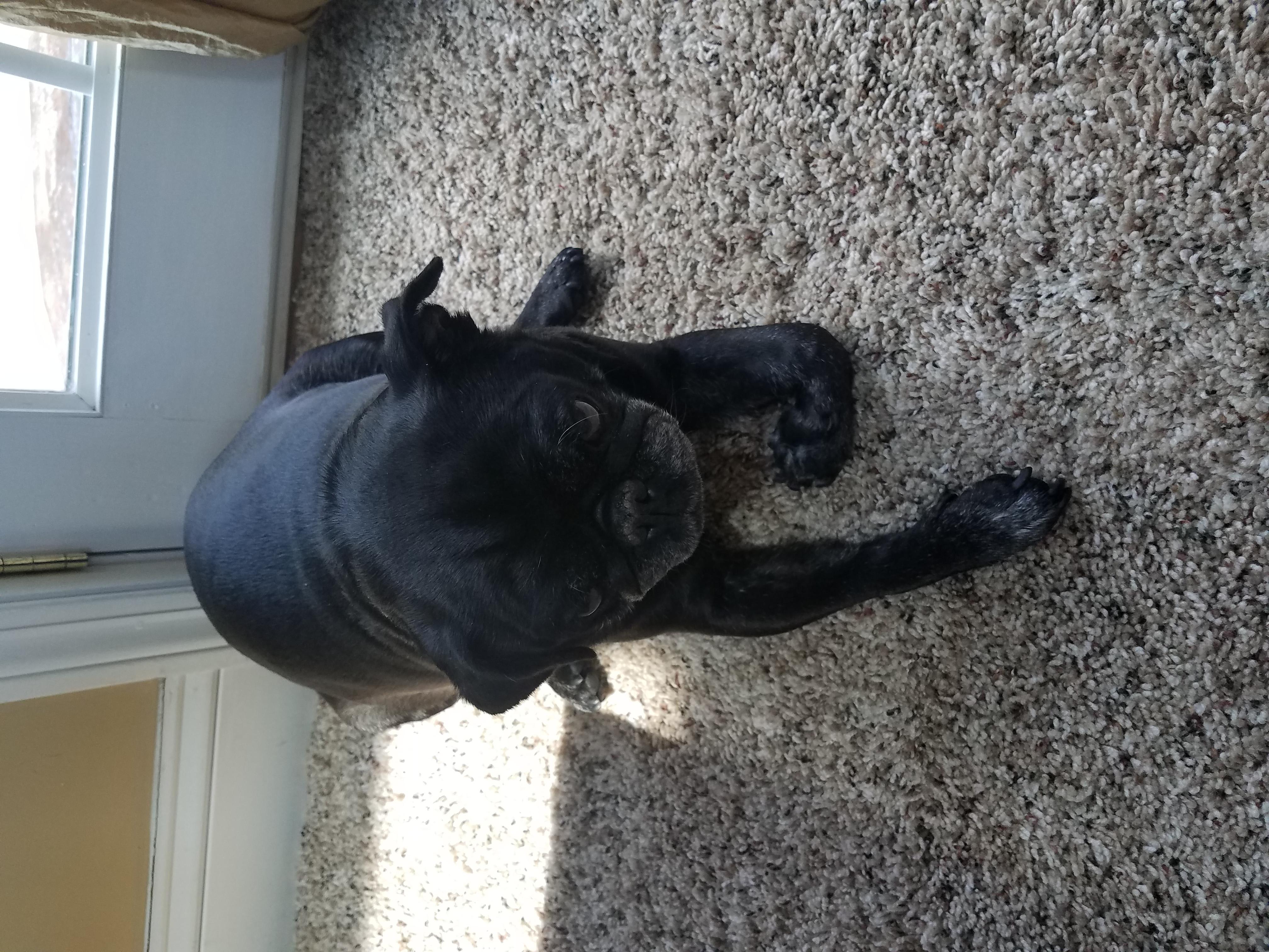 Senior Dog Pyometra: Can Holistic Care Avoid Surgery? | Petco