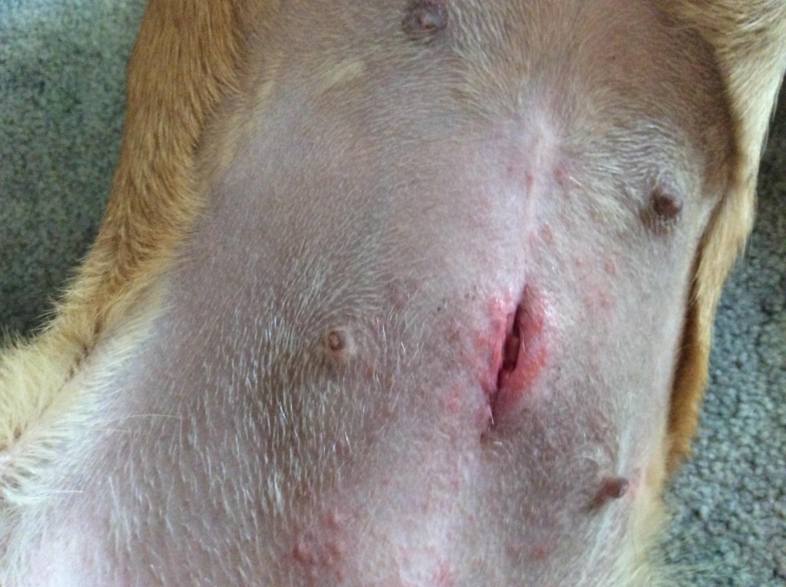 Dog spay incision not healing after a week. Is it infected? | Petco