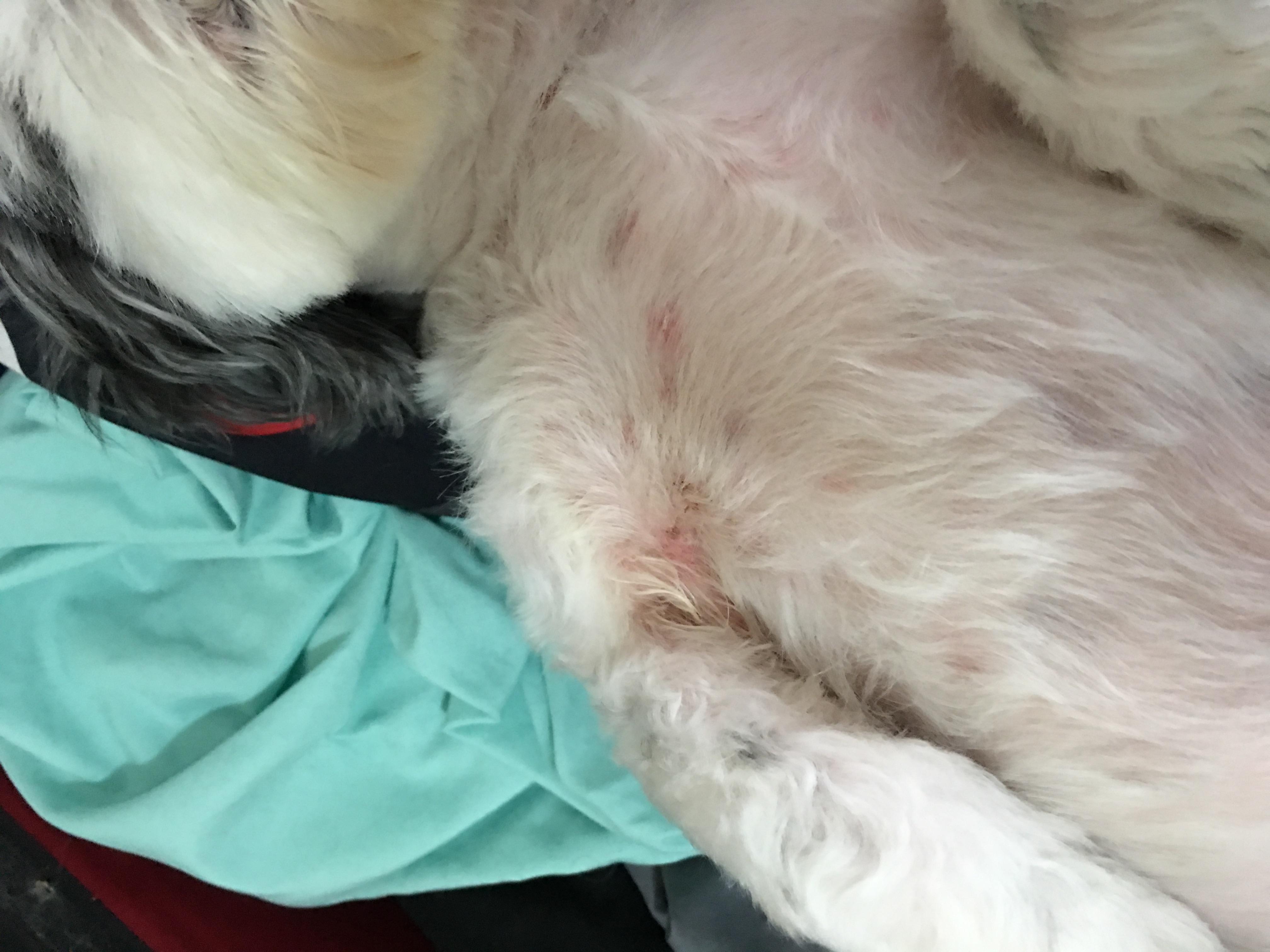 Shih Tzu Body Sores: Autoimmune or Allergies? Find Help | Petco