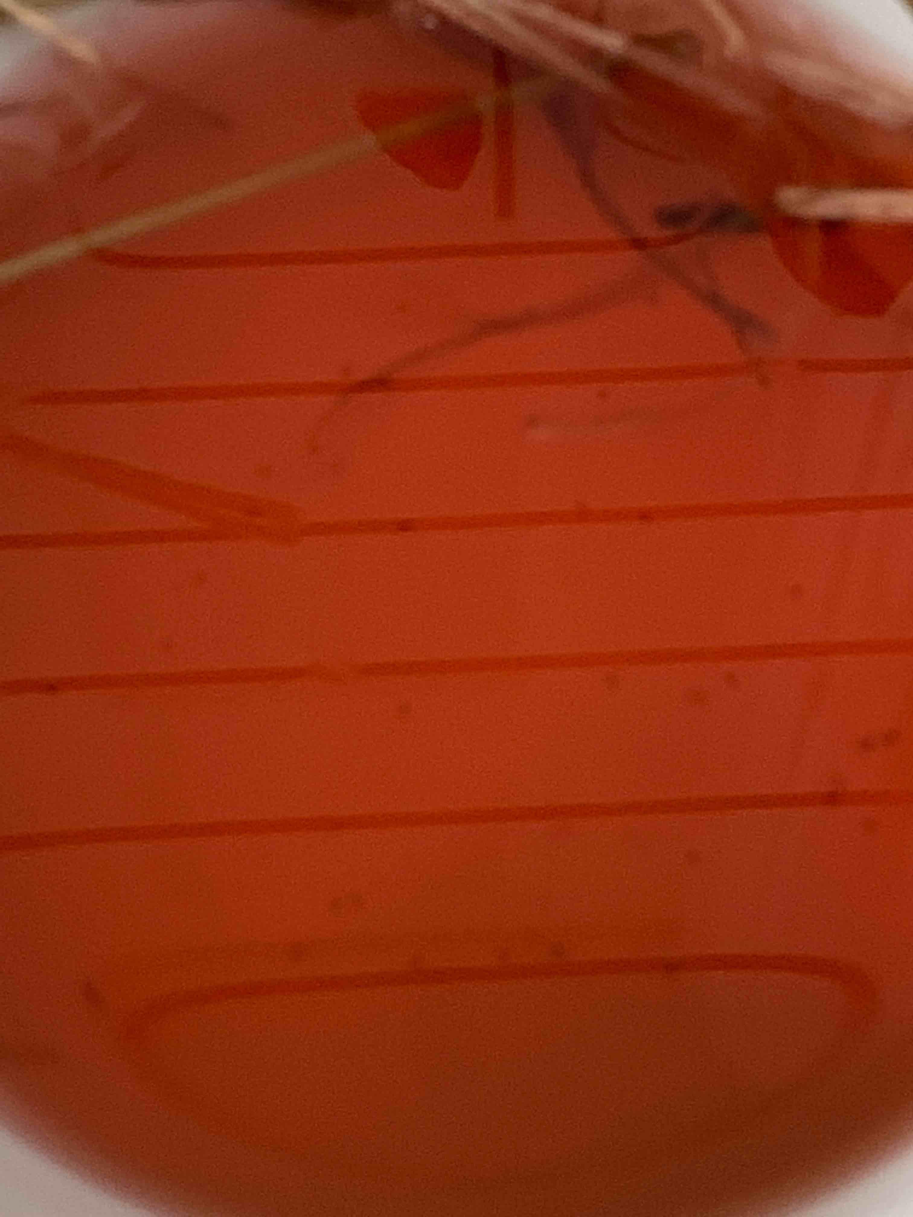 My pet's pee is red after taking antibiotics. Is this normal? | Petco