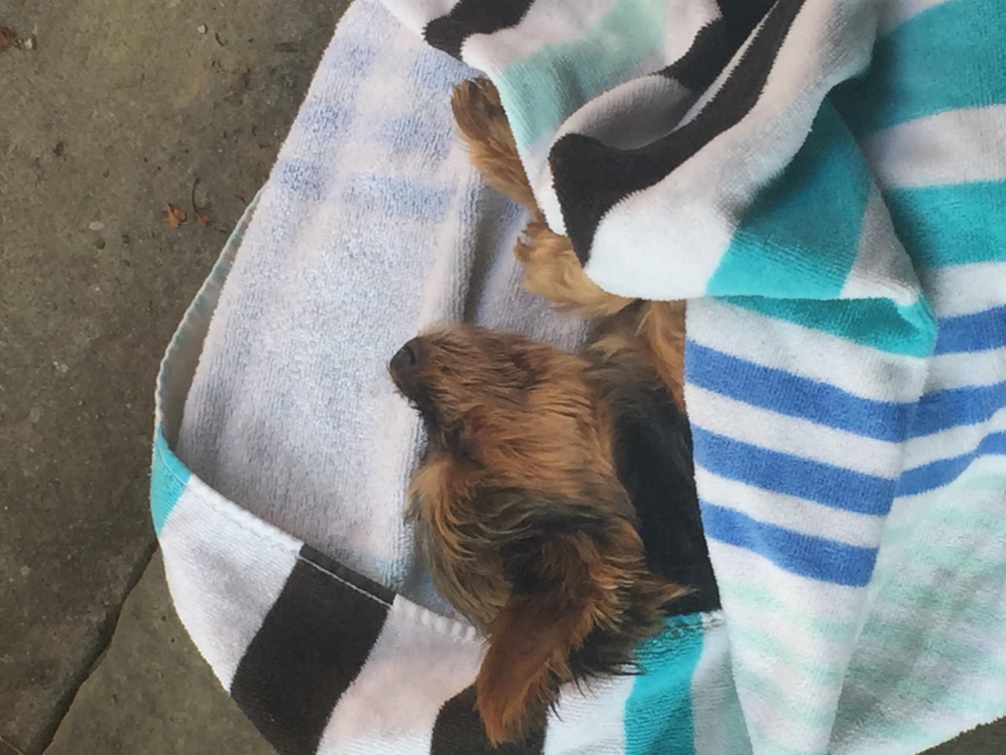 Why is my senior Yorkie having diarrhea, weak legs, not drinking? | Petco