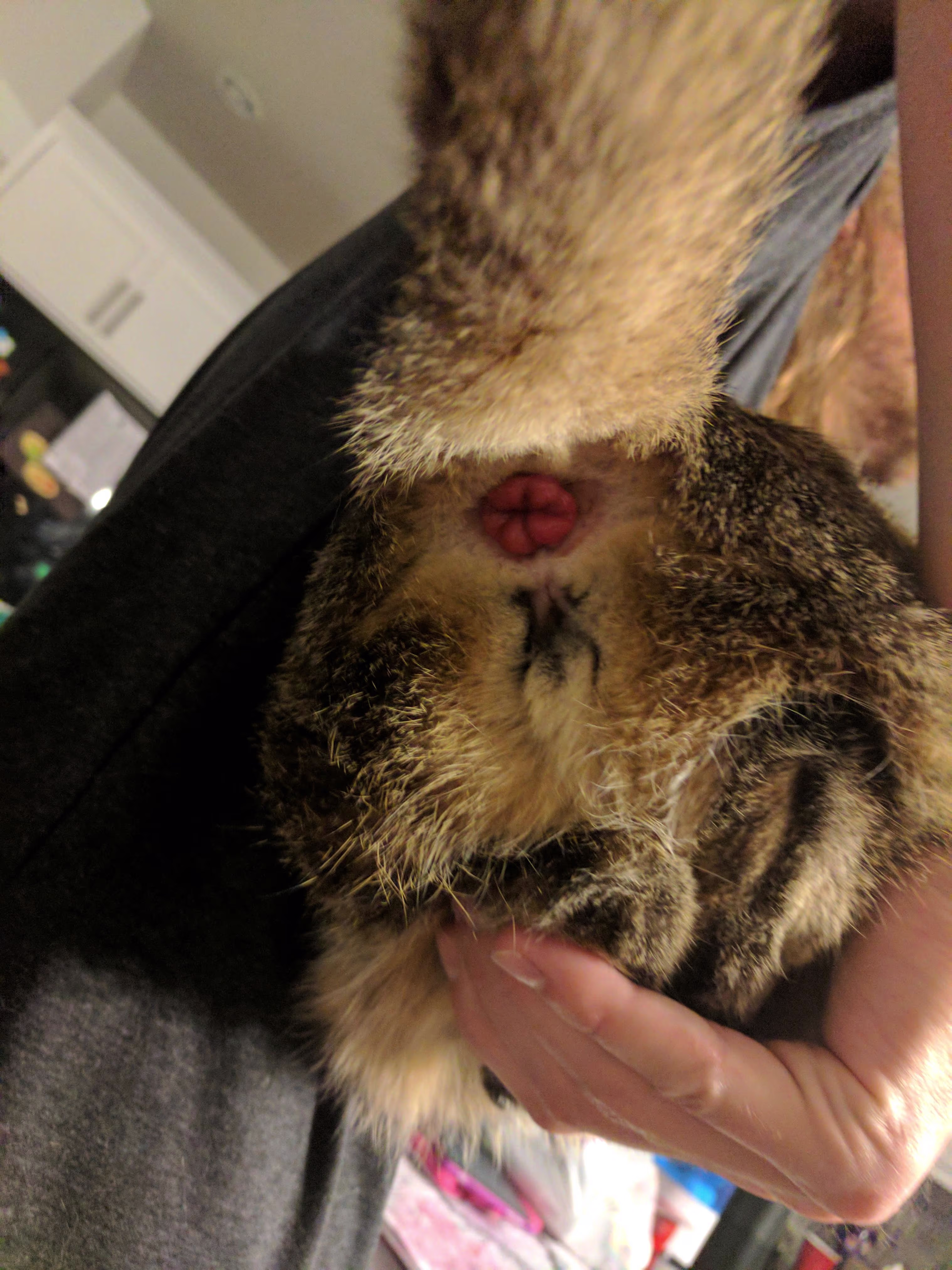 My Cat's Anus Is Red & Swollen But Acts Normal: What's Wrong? | Petco