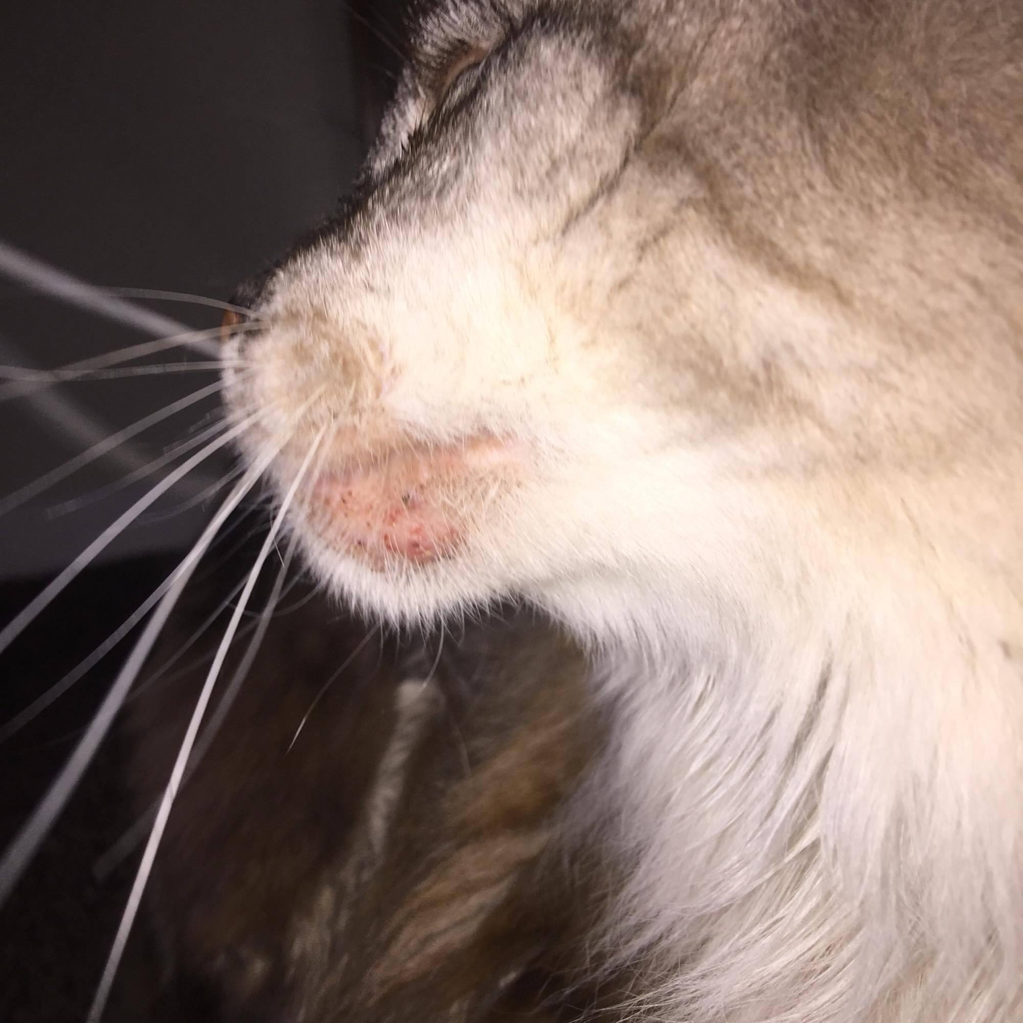My cat has a red rash under her lip. Cat acne or allergy? | Petco