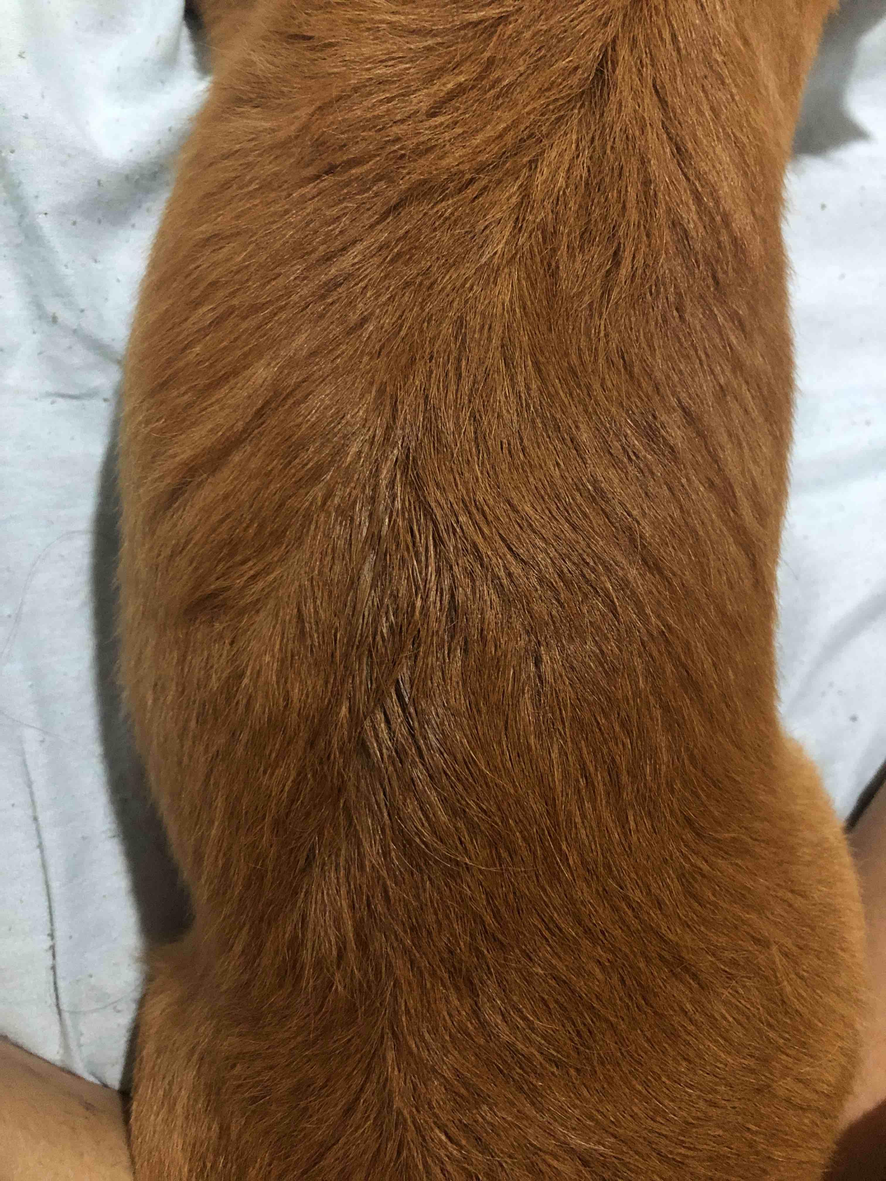 Why is my dog's fur oily on neck, back, ears? Is it normal? | Petco