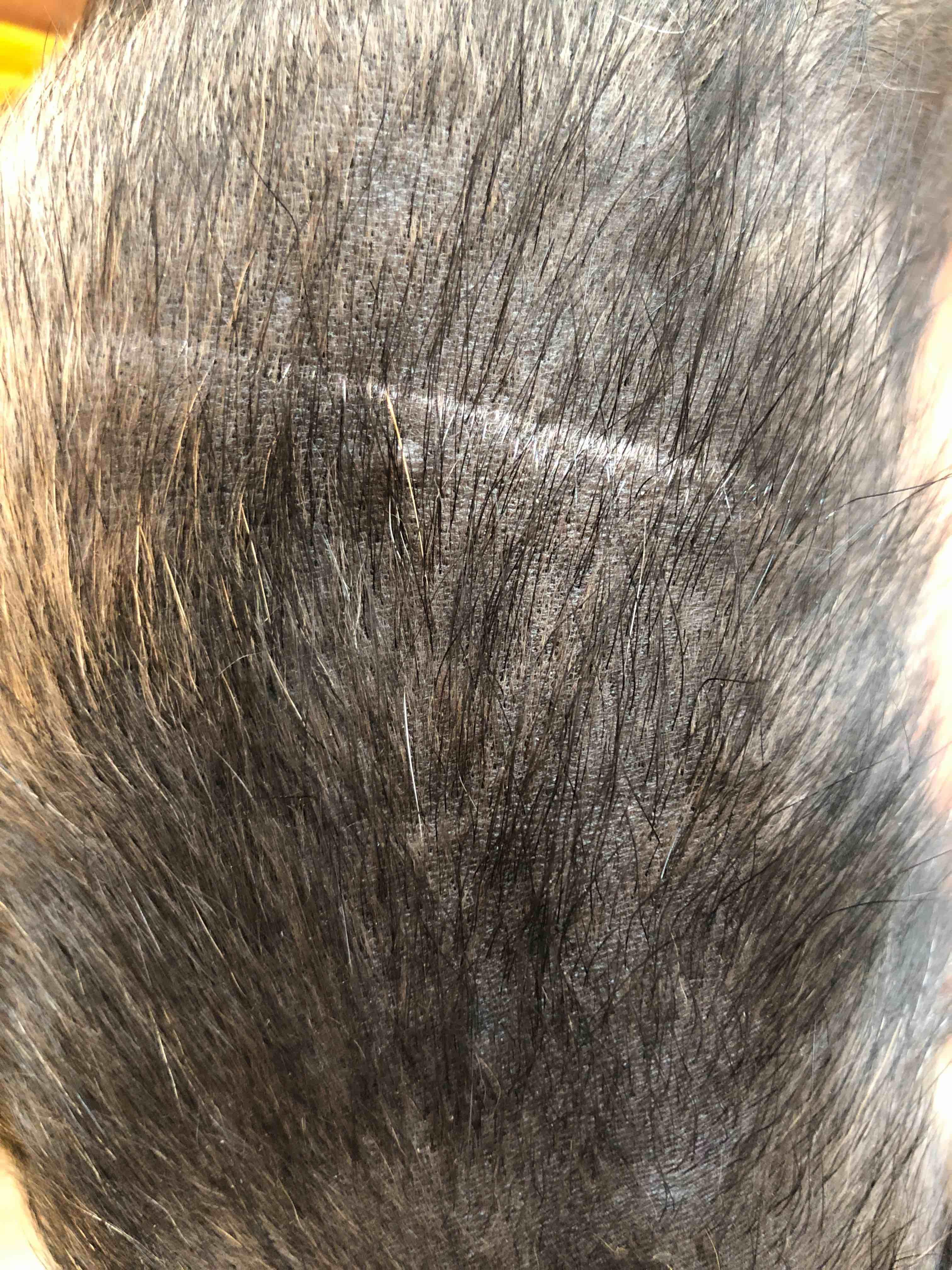 My Dog Has Worsening Hair Loss, Black Dots, Scaly Skin? | Petco