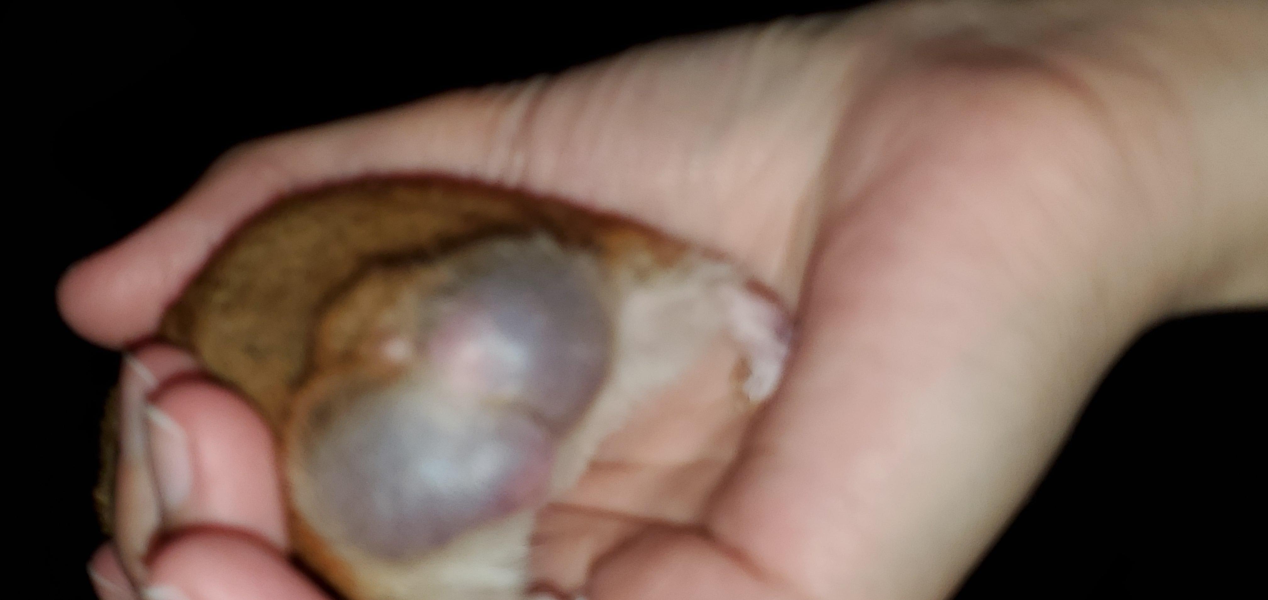 My Hamster Fell: Swollen Private Area & Can't Eat – What to Do? | Petco