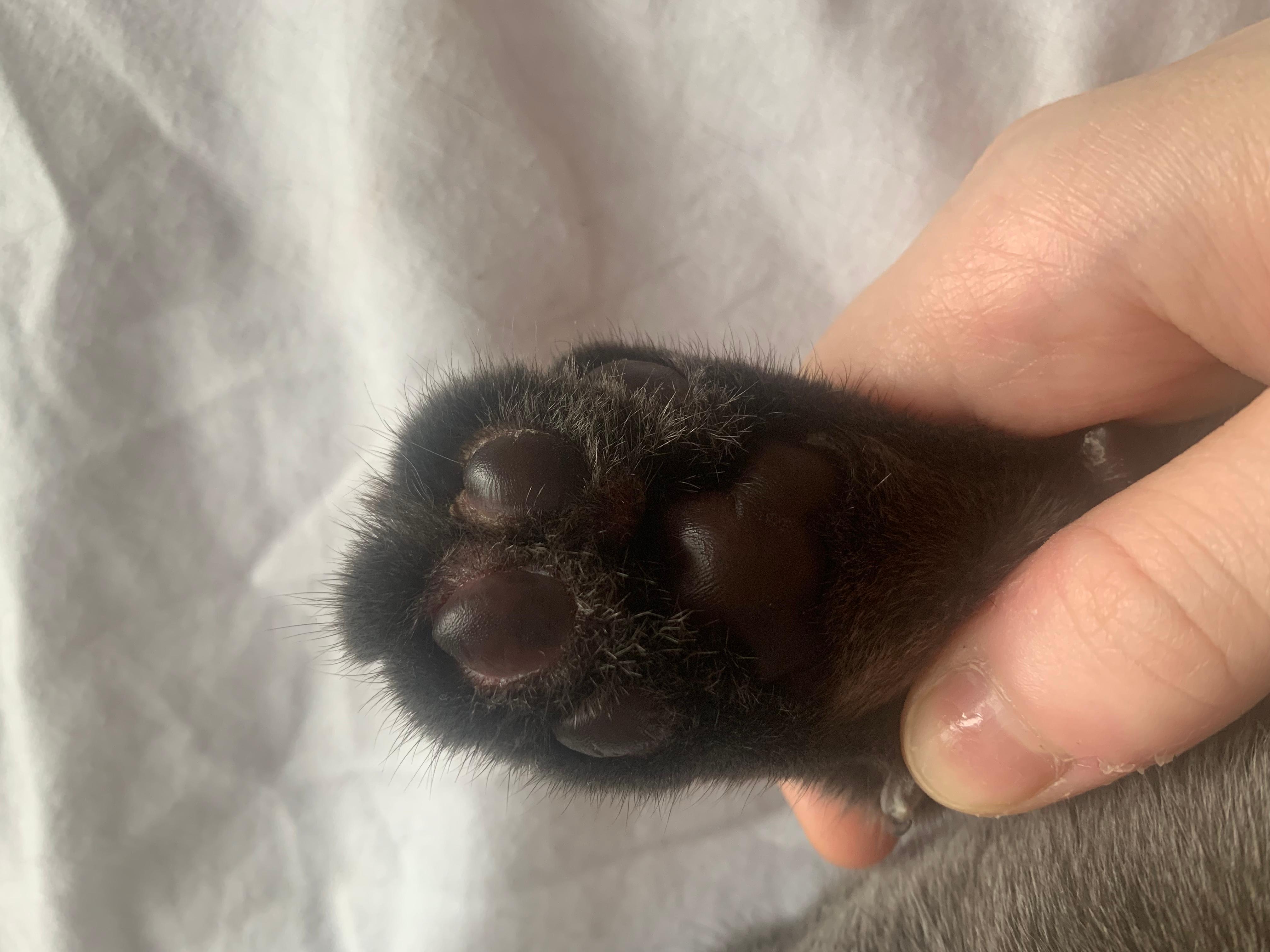 Why Is Your Cat Chewing Her Paw? Inflamed, Dry, Painful Paws | Petco