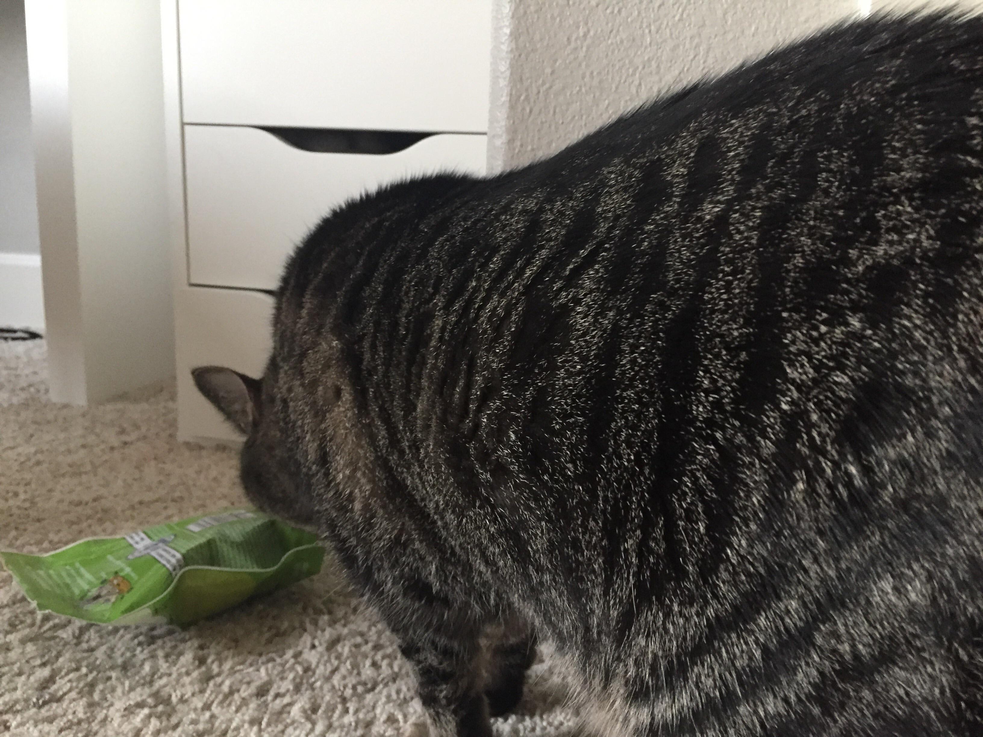 My cat's stomach looks bloated, but she's eating. Is it serious? | Petco