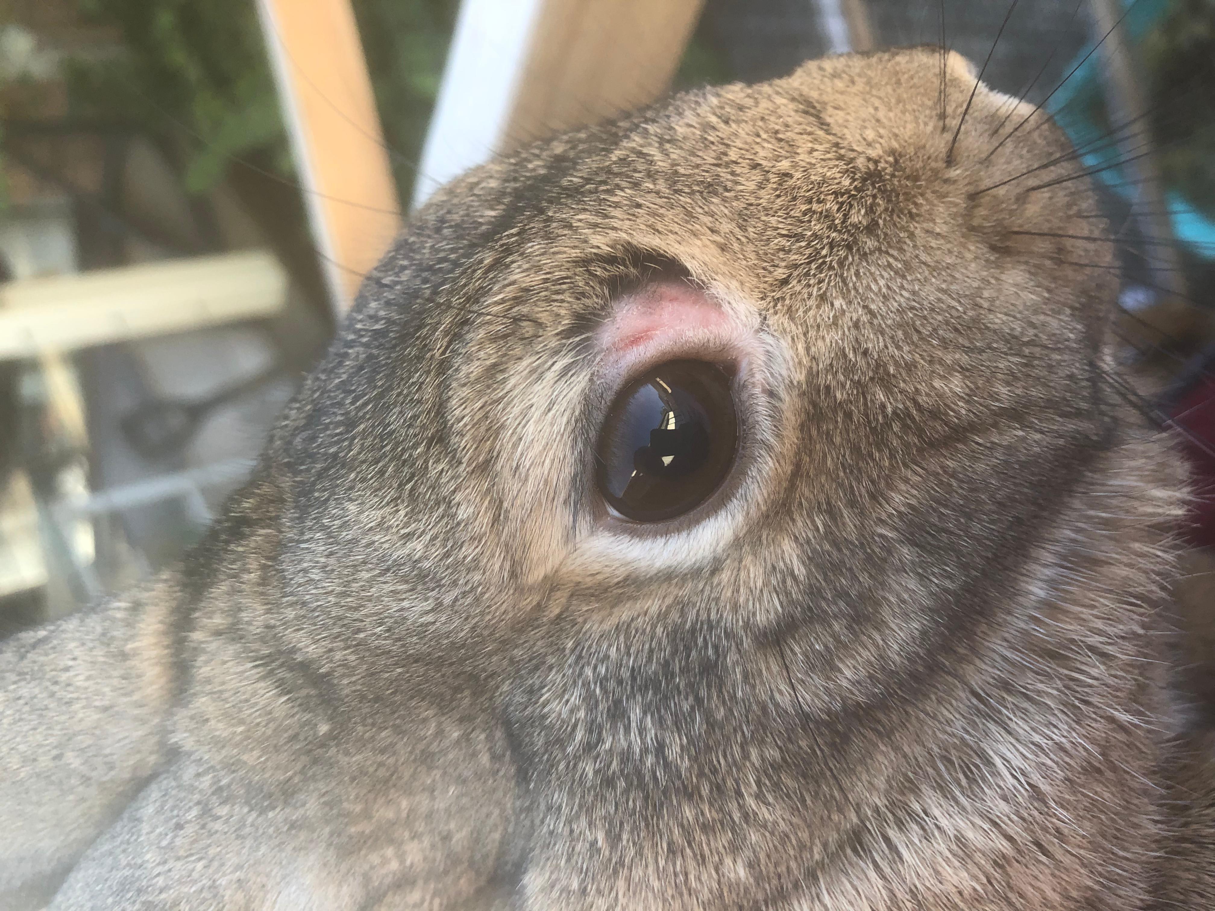 Why Is Your Rabbit Losing Fur Around Its Eye? Find Out Now | Petco