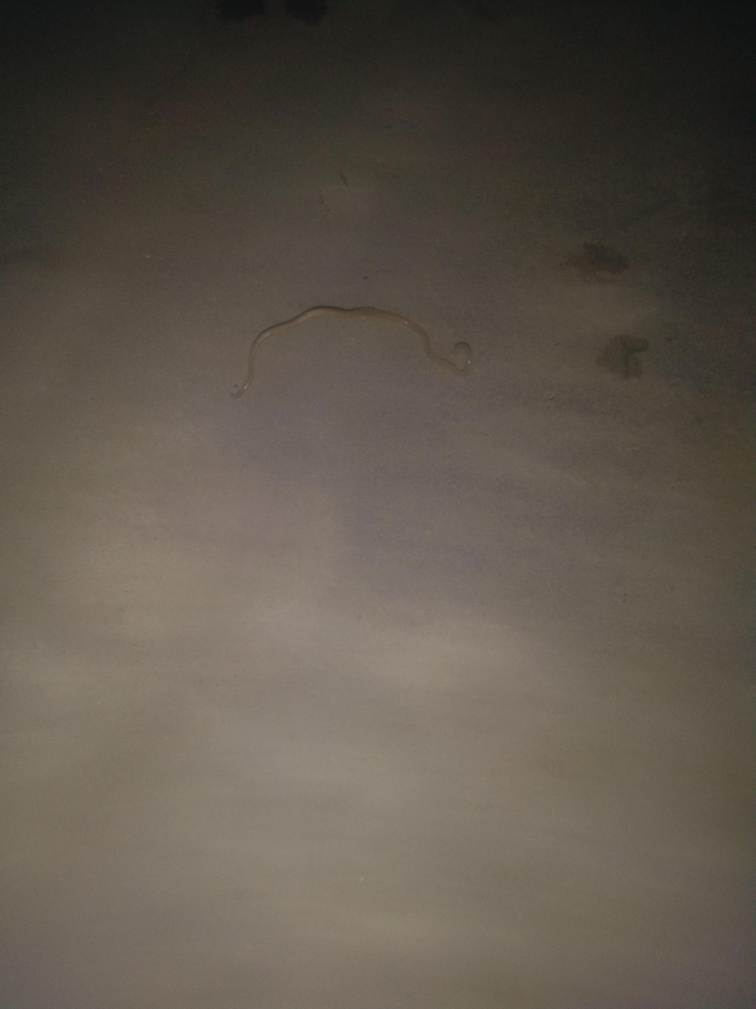 Why is my puppy vomiting worms, diarrhea, and bloody stool? | Petco