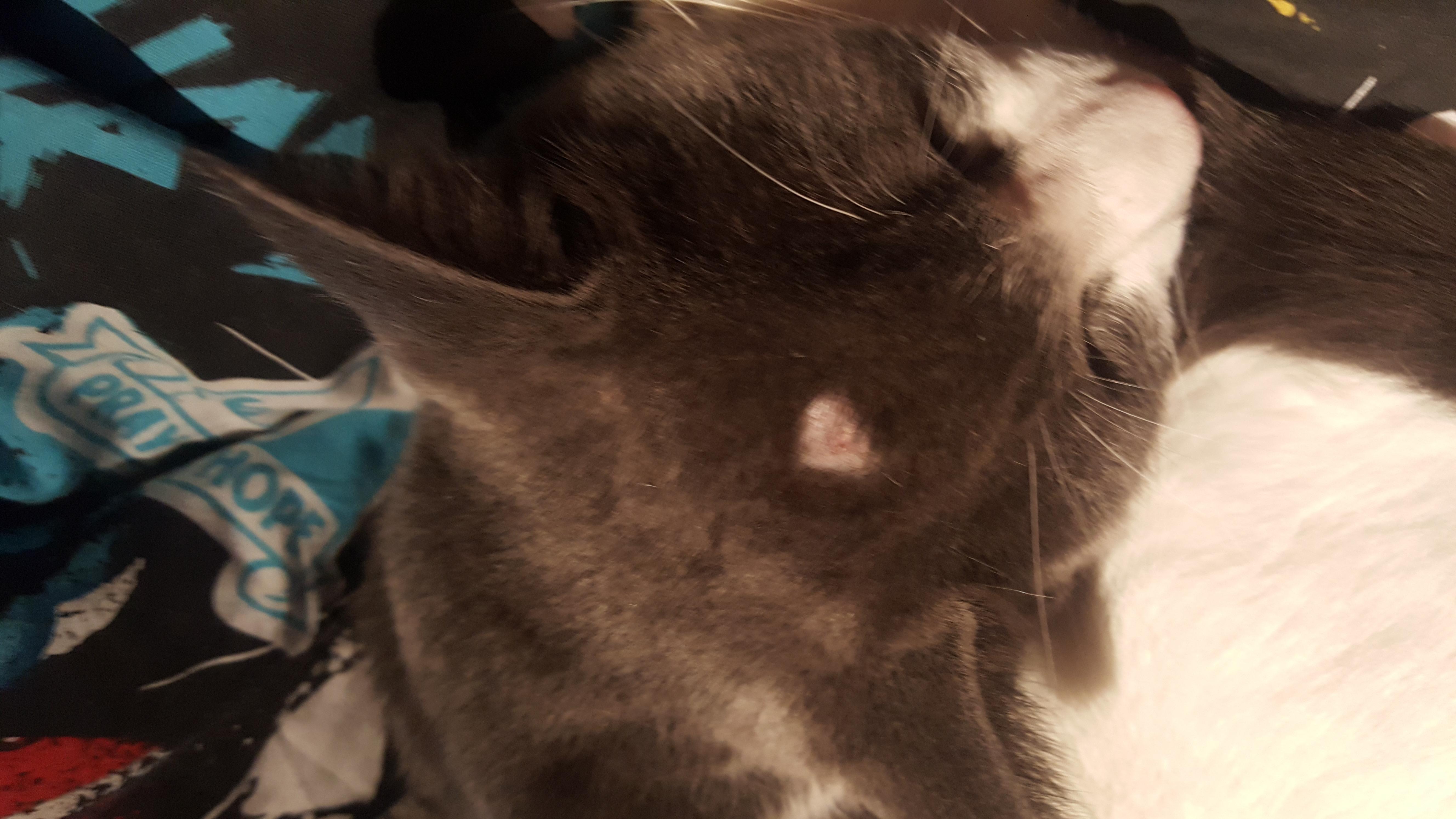 What's a Soft Lump on My Cat's Forehead After a Sore Fell Off? | Petco