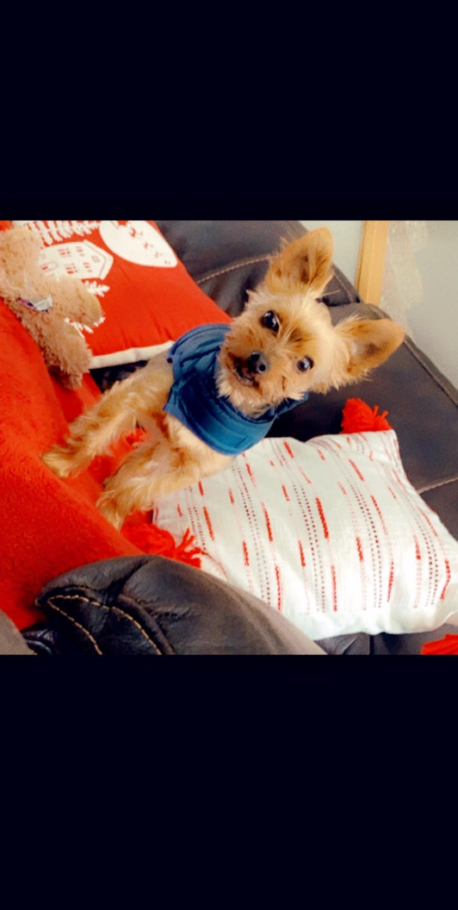 My Yorkie Hurt His Leg Jumping & Is Limping: What To Do? | Petco