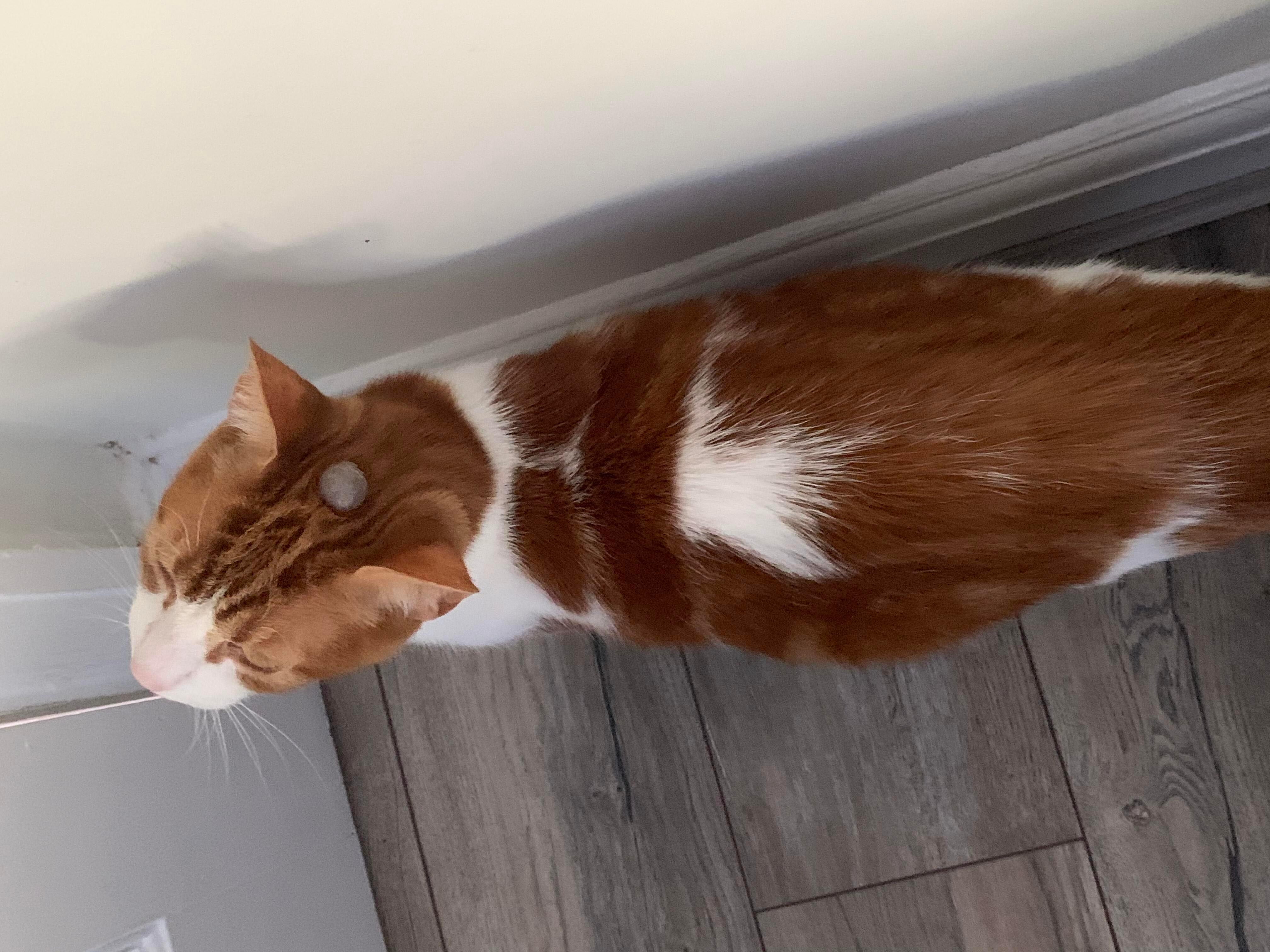 Why Is My Cat's Belly Bloated & Distended? Causes Explained | Petco