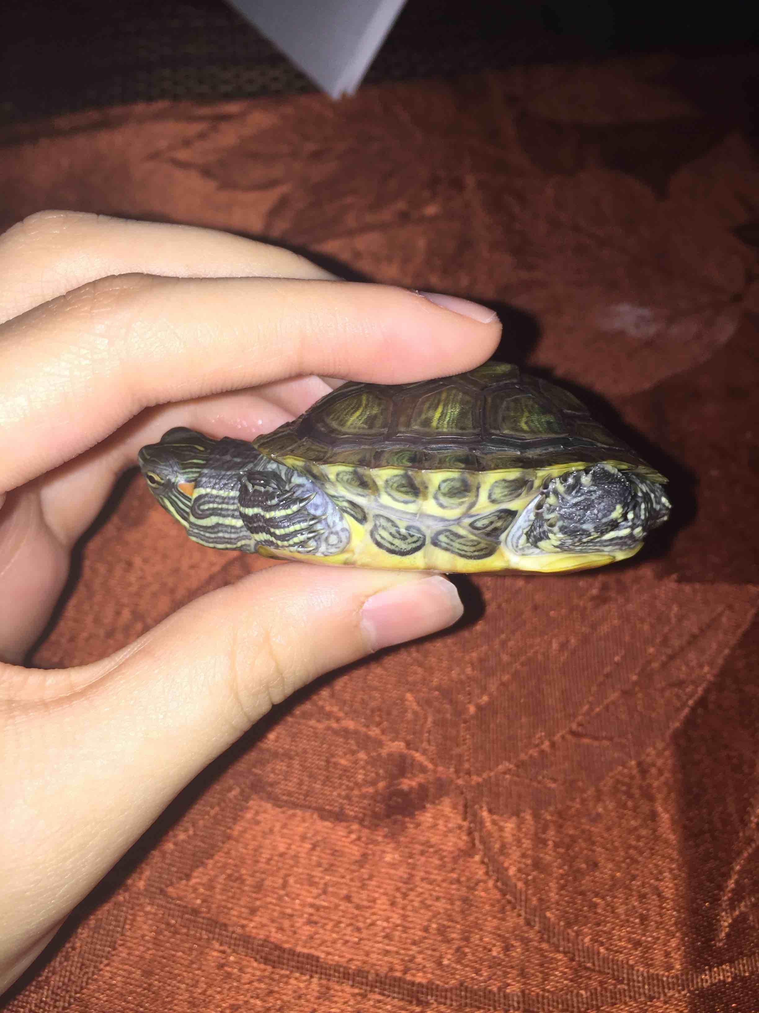 What Food & Brand is Best for Your Red Eared Slider? | Petco