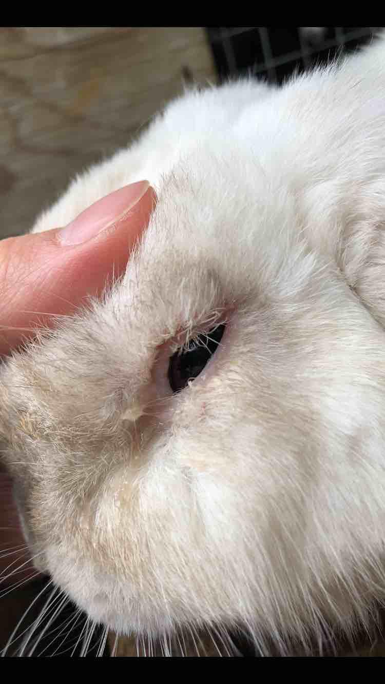 My rabbit has a wet chin, droopy cheek, and crooked teeth. Help! | Petco