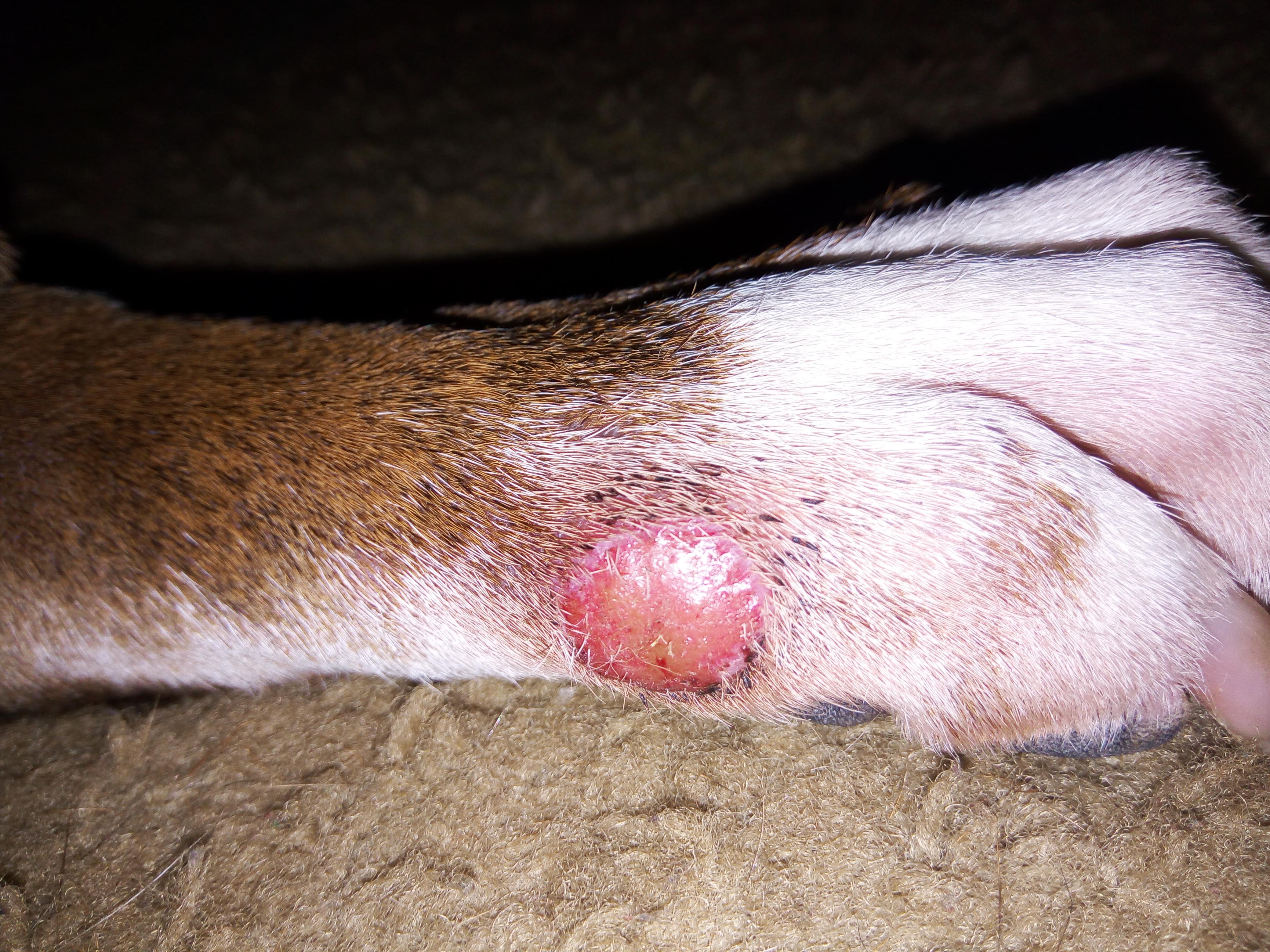 Dog Paw Bump Flares Up? Can You Use Peroxide? Is it an Abscess? | Petco