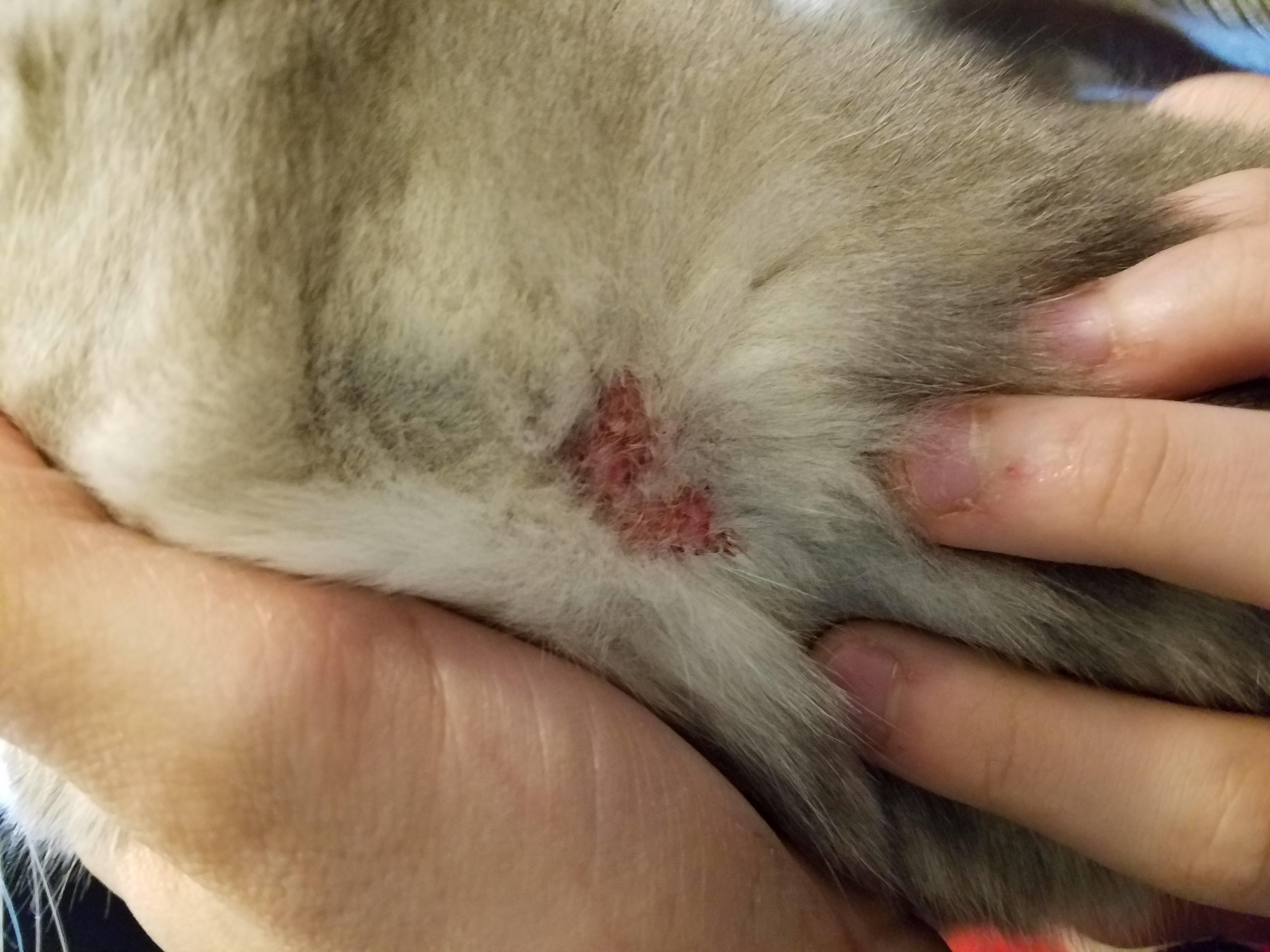 Why is your cat scratching raw, scabby skin on its neck? | Petco