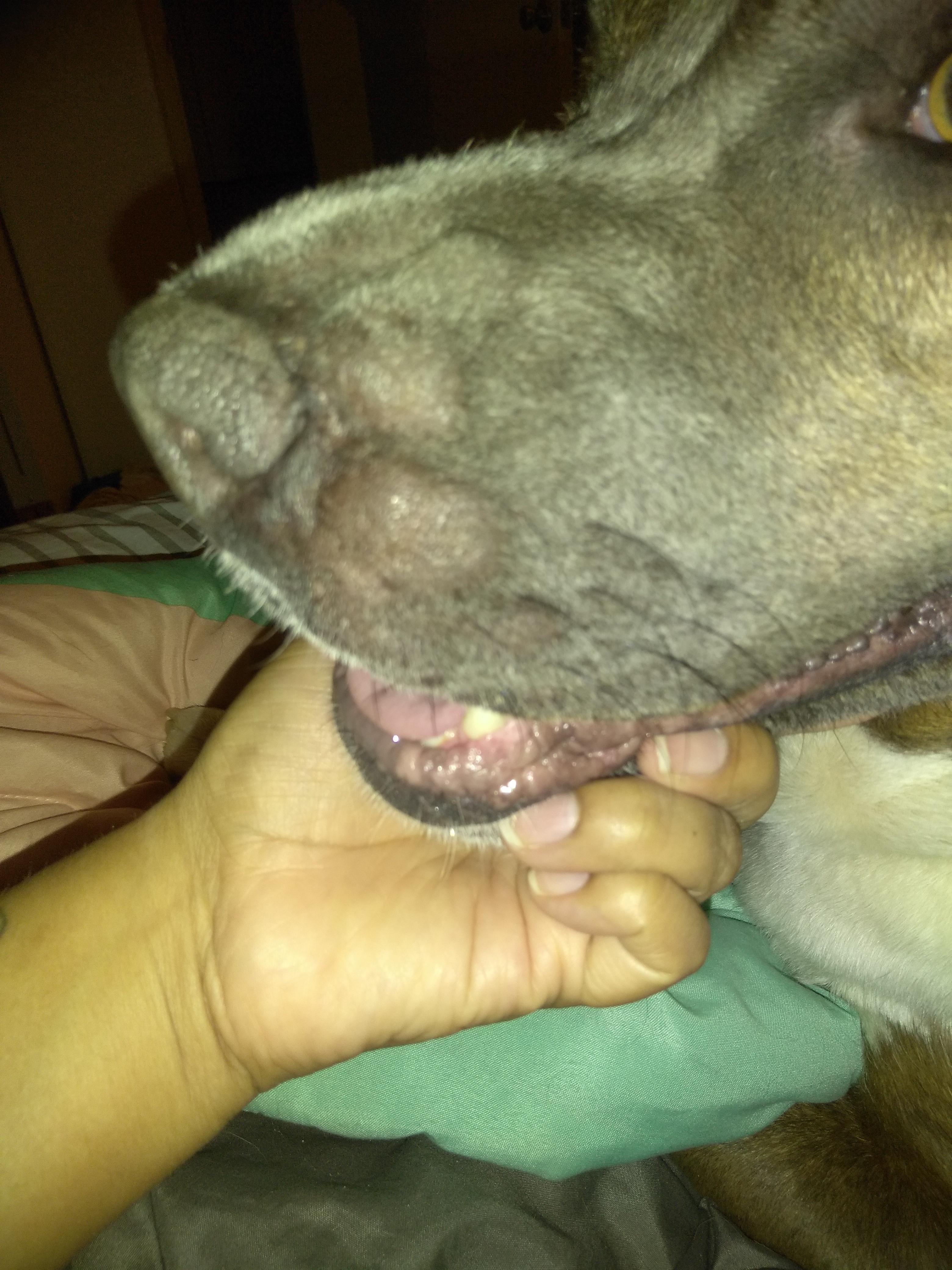 Dog's Swollen, Itchy, Lumpy Nose? Could It Be Allergies? | Petco