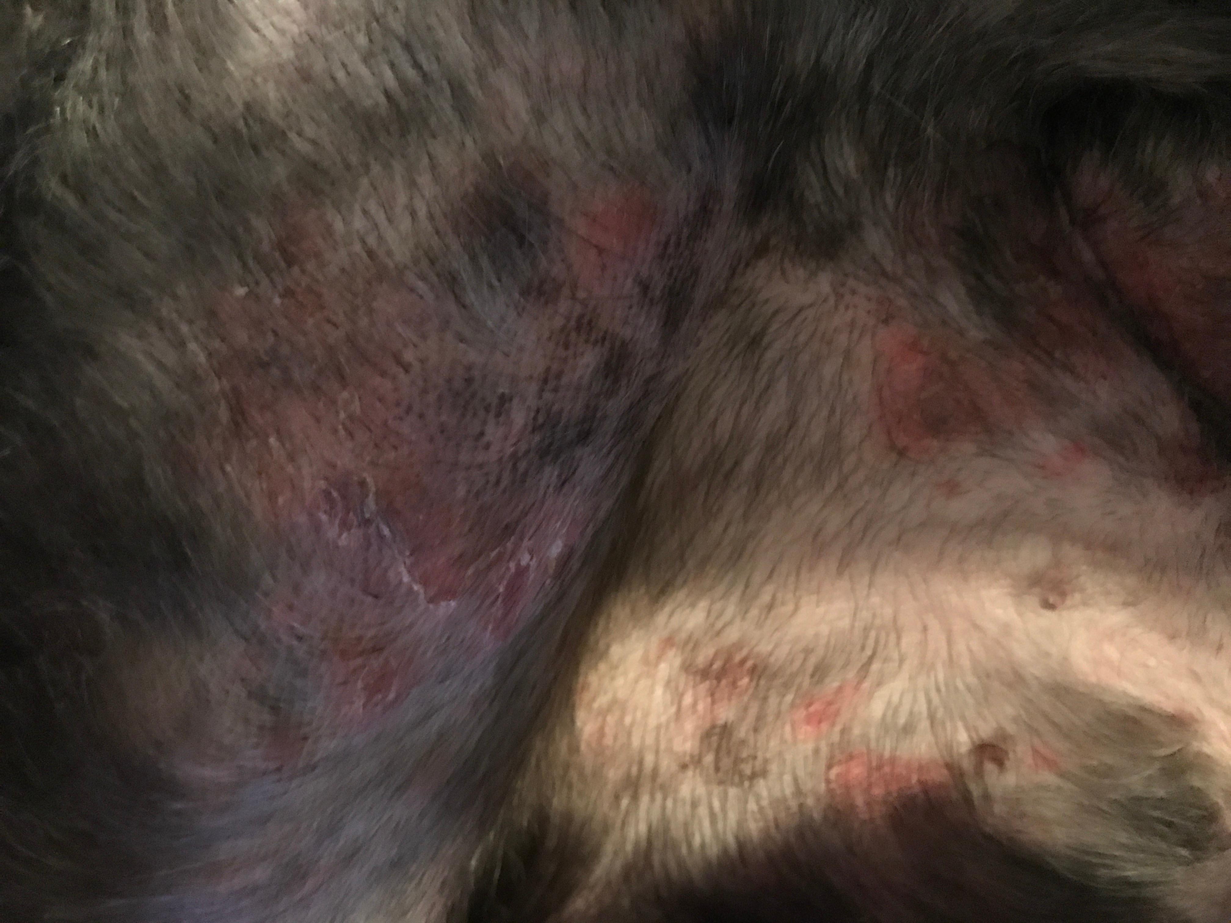 My dog has a red, flaky rash after grooming. Shampoo or clippers? | Petco