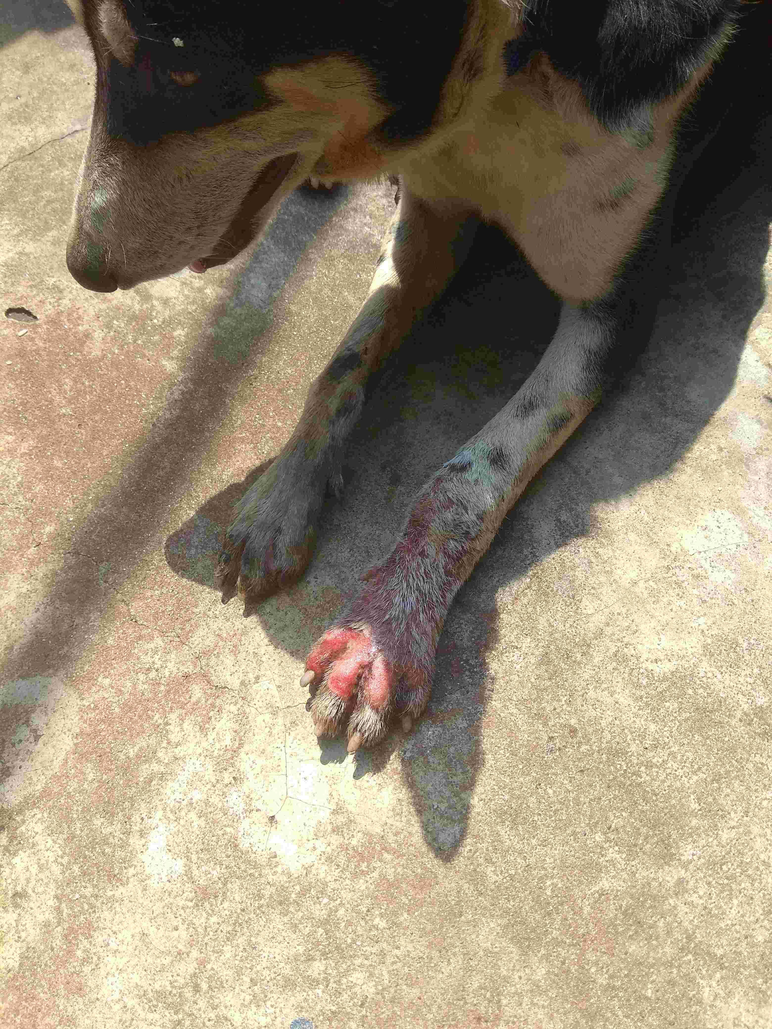 Dog has a wire stuck in leg, it's swollen. What should I do? | Petco