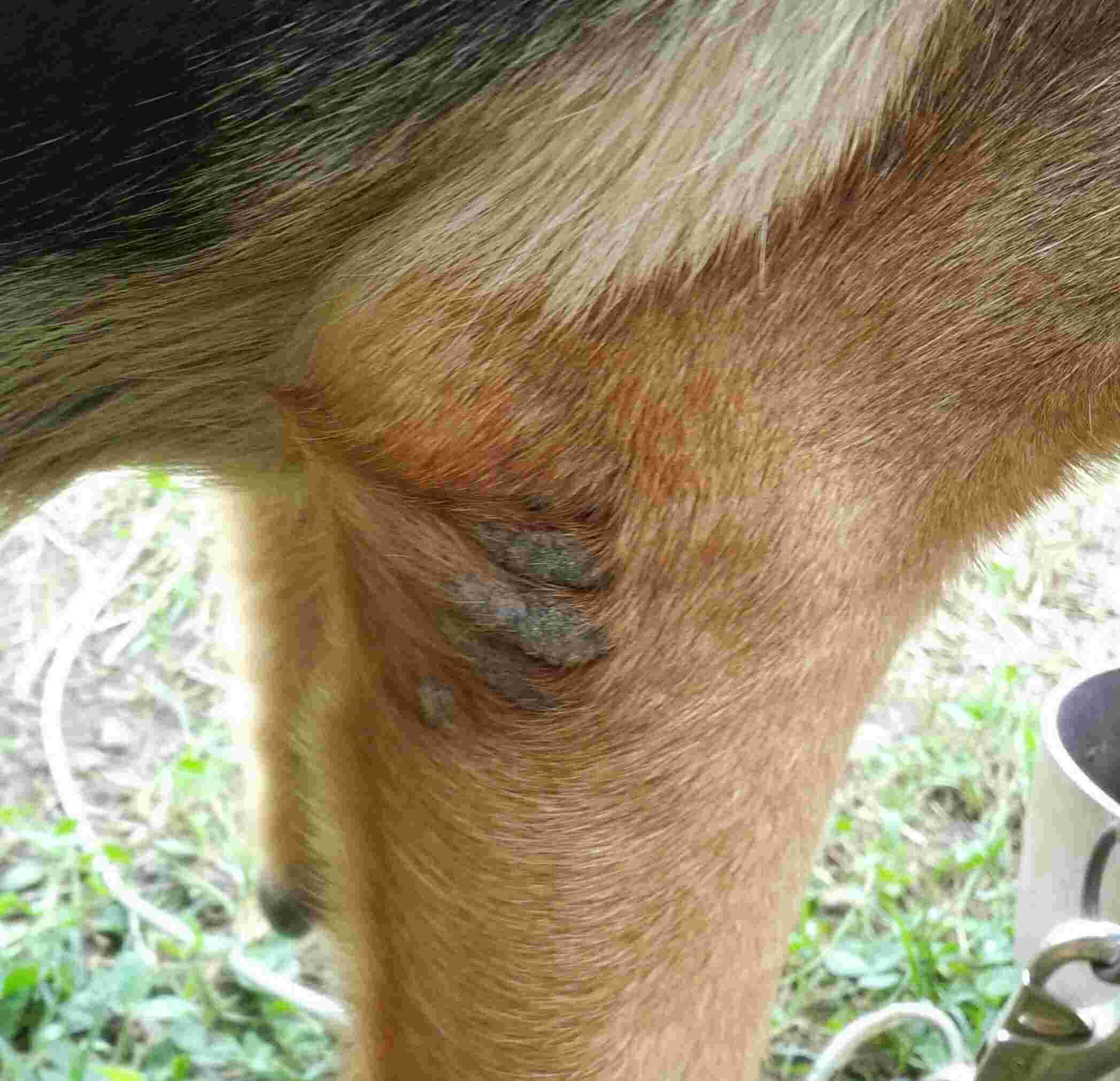 Rough Patches on Your German Shepherd's Elbows? Find Out Why | Petco
