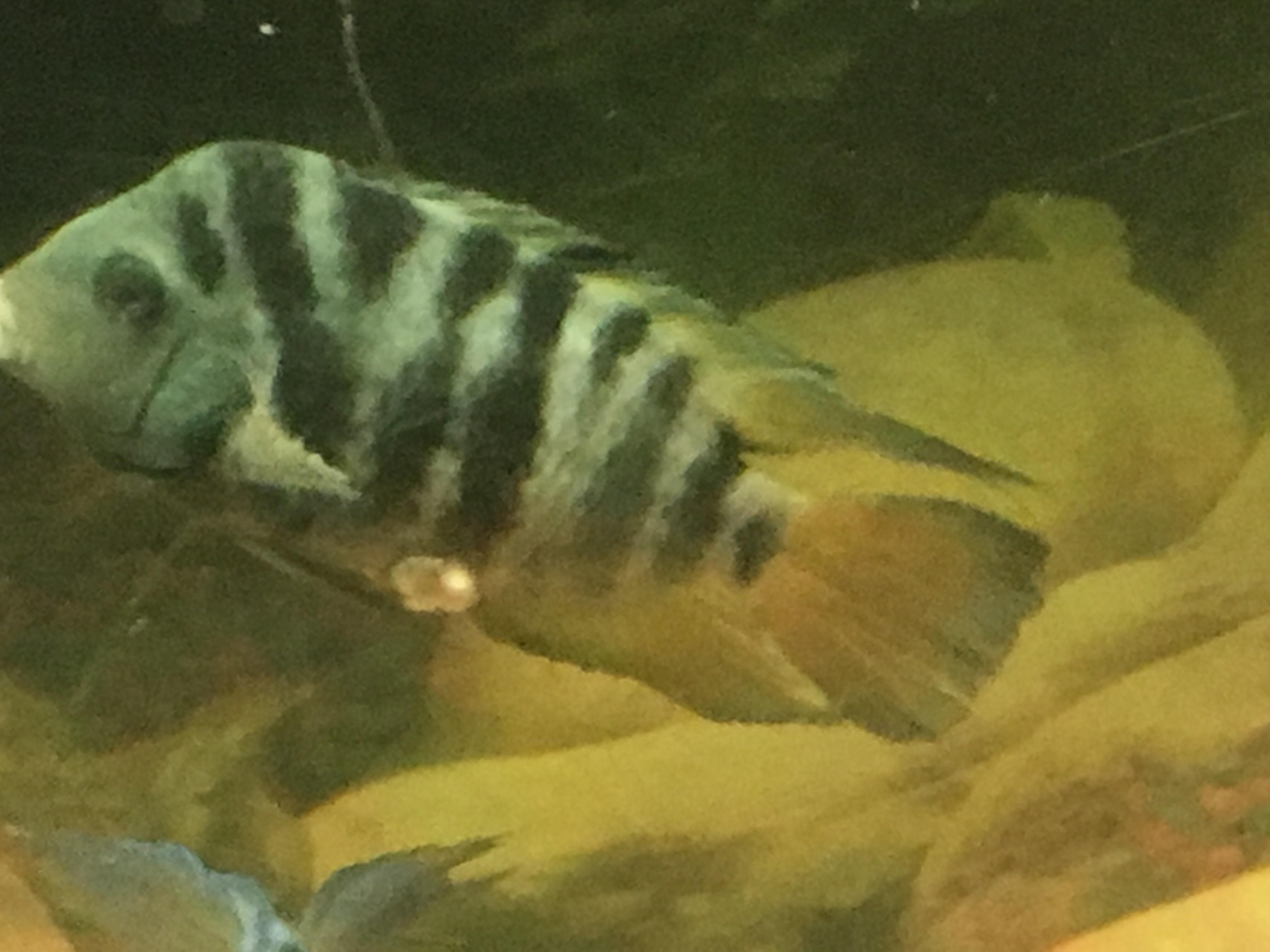 My Fish Has Open Sores & Bulging Skin From Bites. What To Do? | Petco