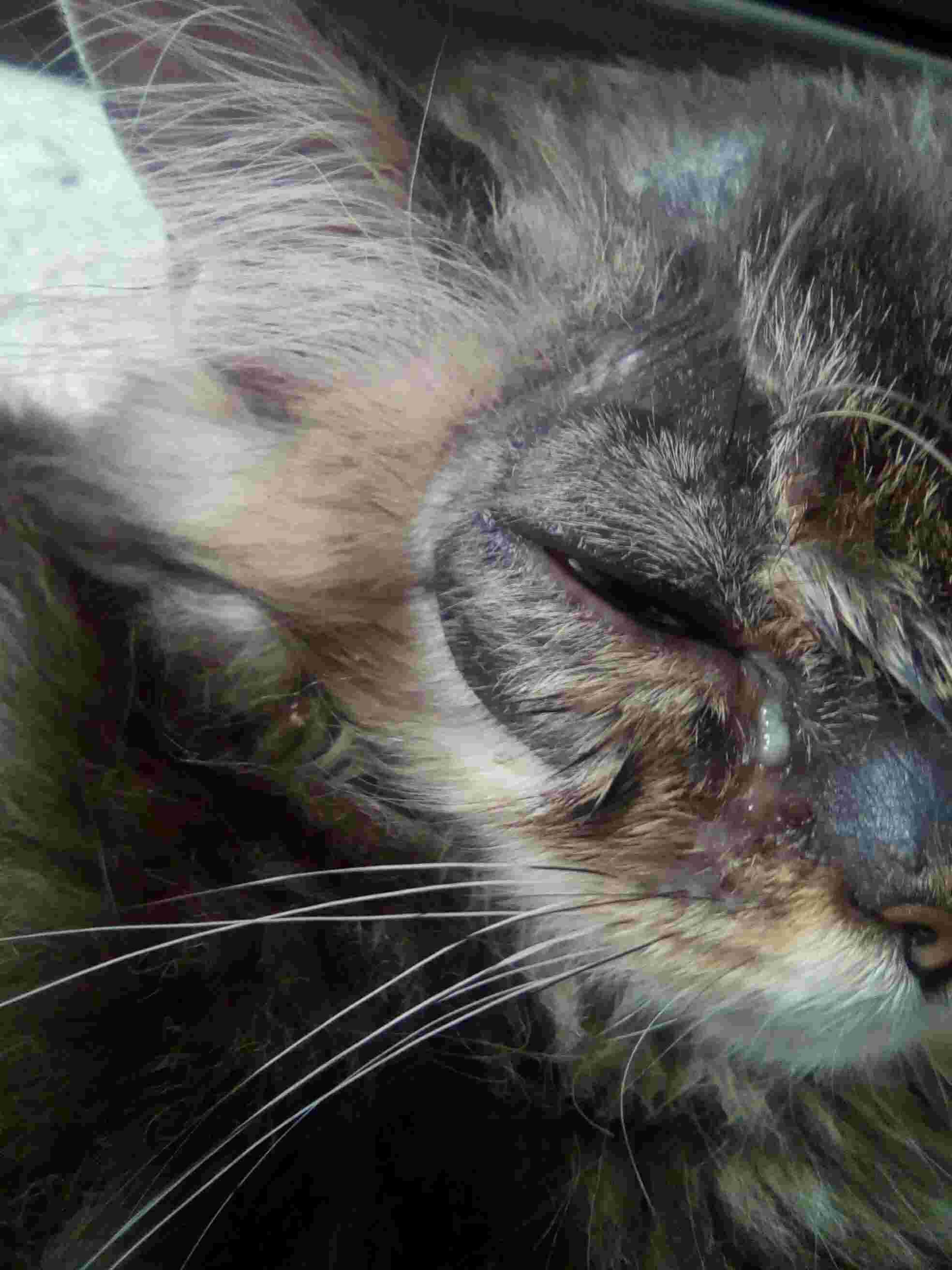 Why is My Cat's Eye Swollen with Mucus & Looks Infected? | Petco